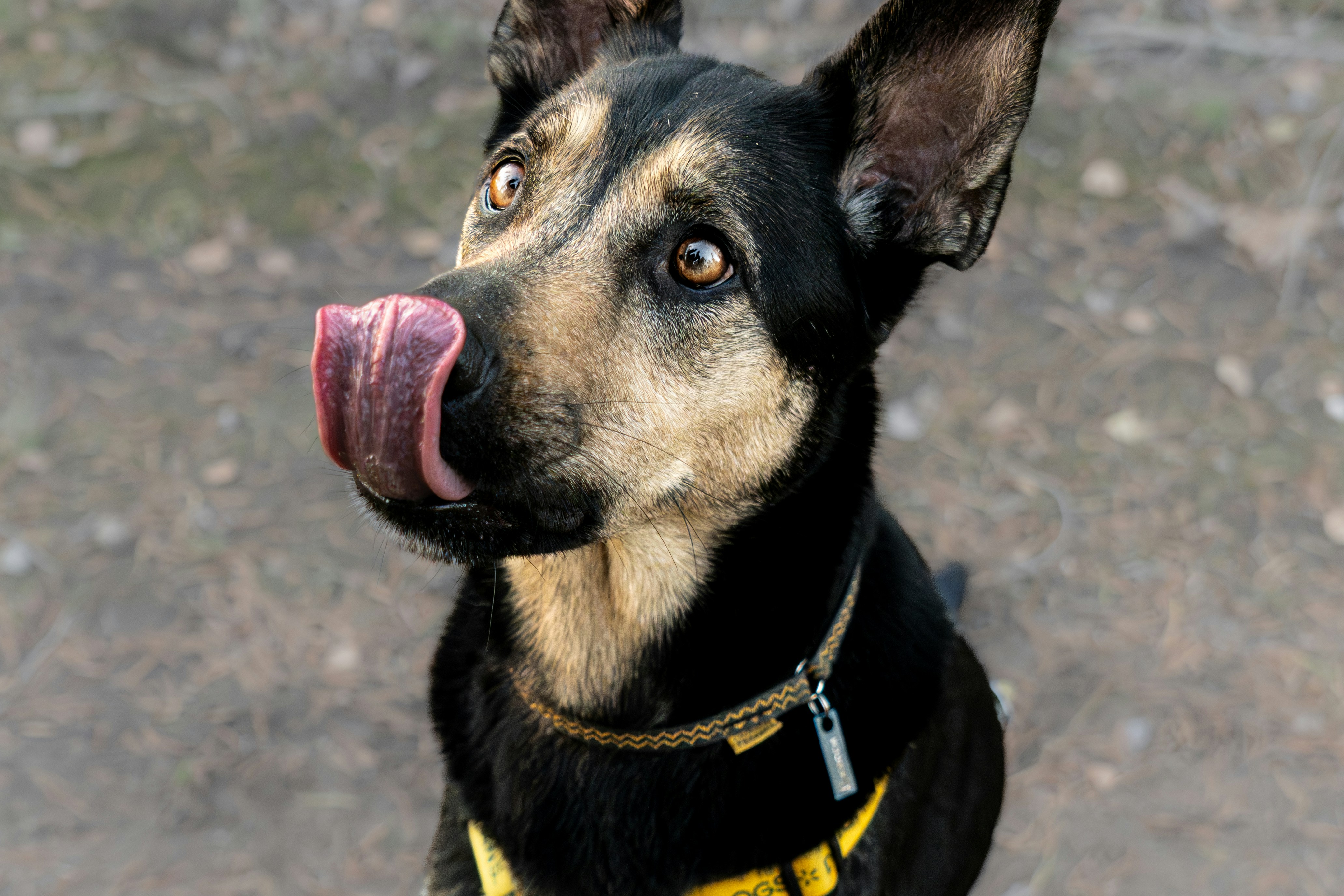 Tongue-Tip Curiosity: A Pup Gazes Up with Playful Intensity