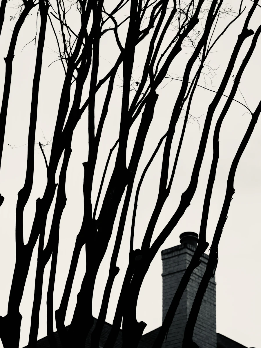 Dark, leafless tree trunks and branches silhouette against a pale sky, with a brick chimney and roofline peeking through at lower right.