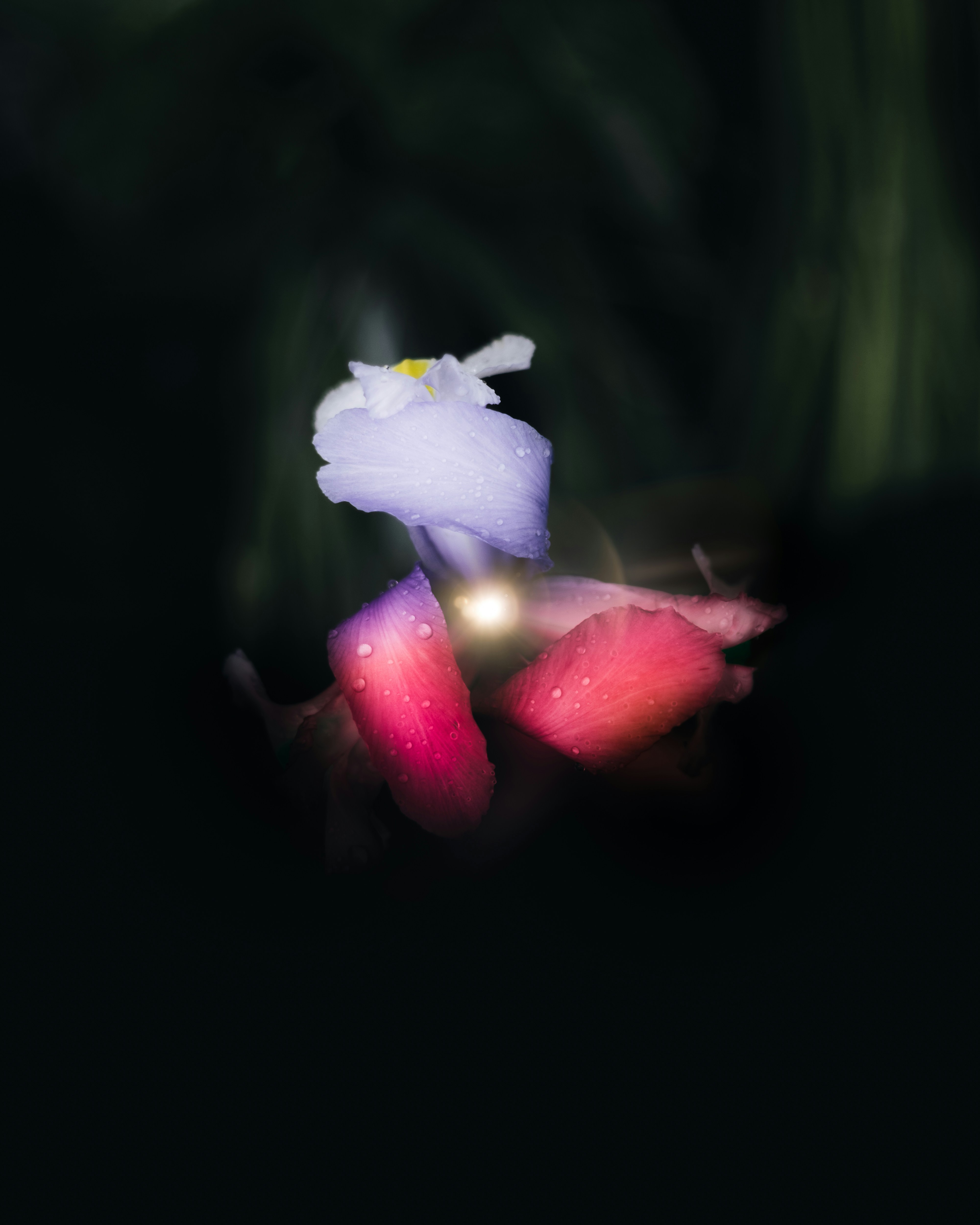 Dew-kissed Iris in Velvet Darkness