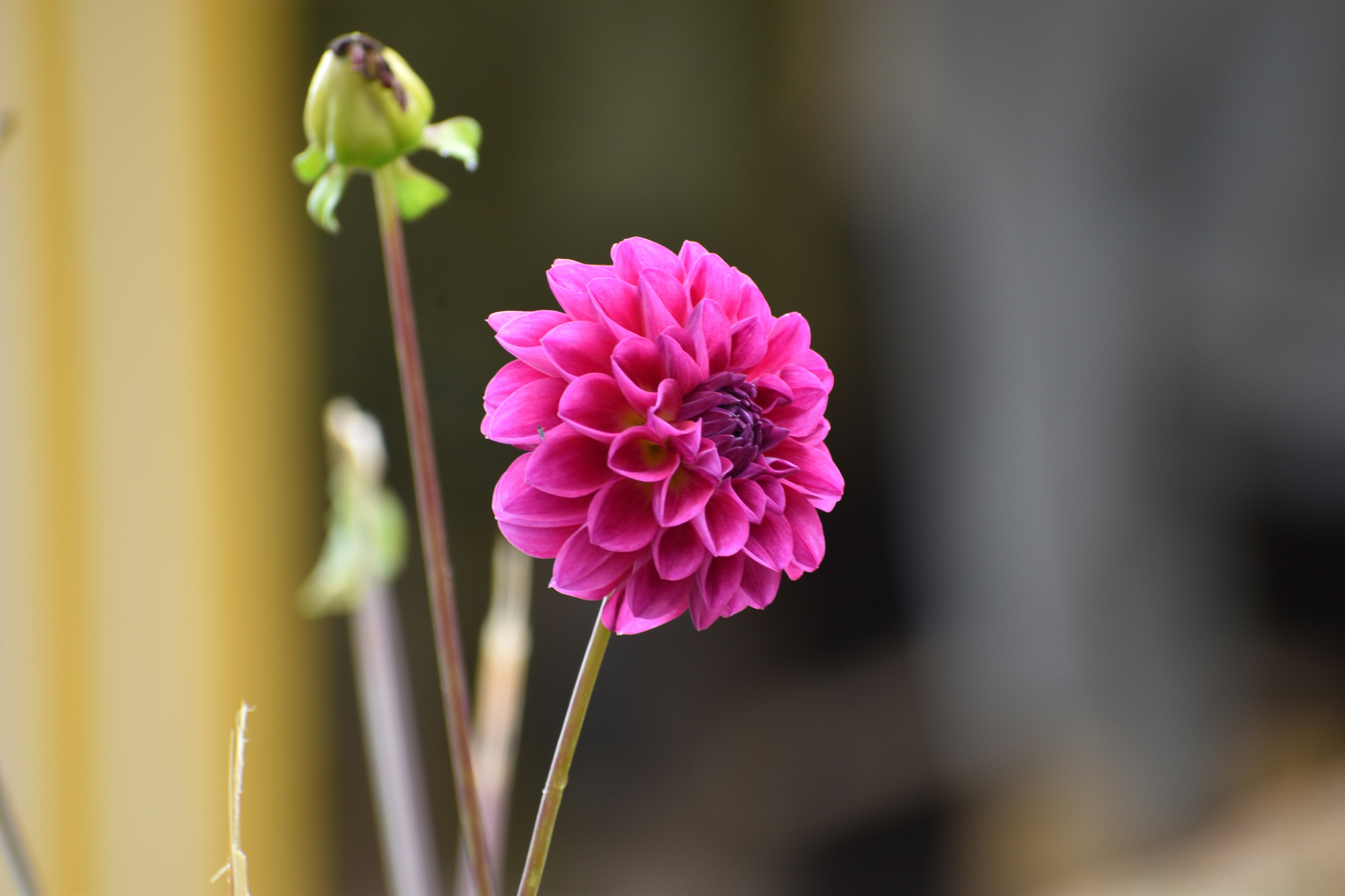 Center-Stage Dahlia: Magenta Petals Against Velvet Blur