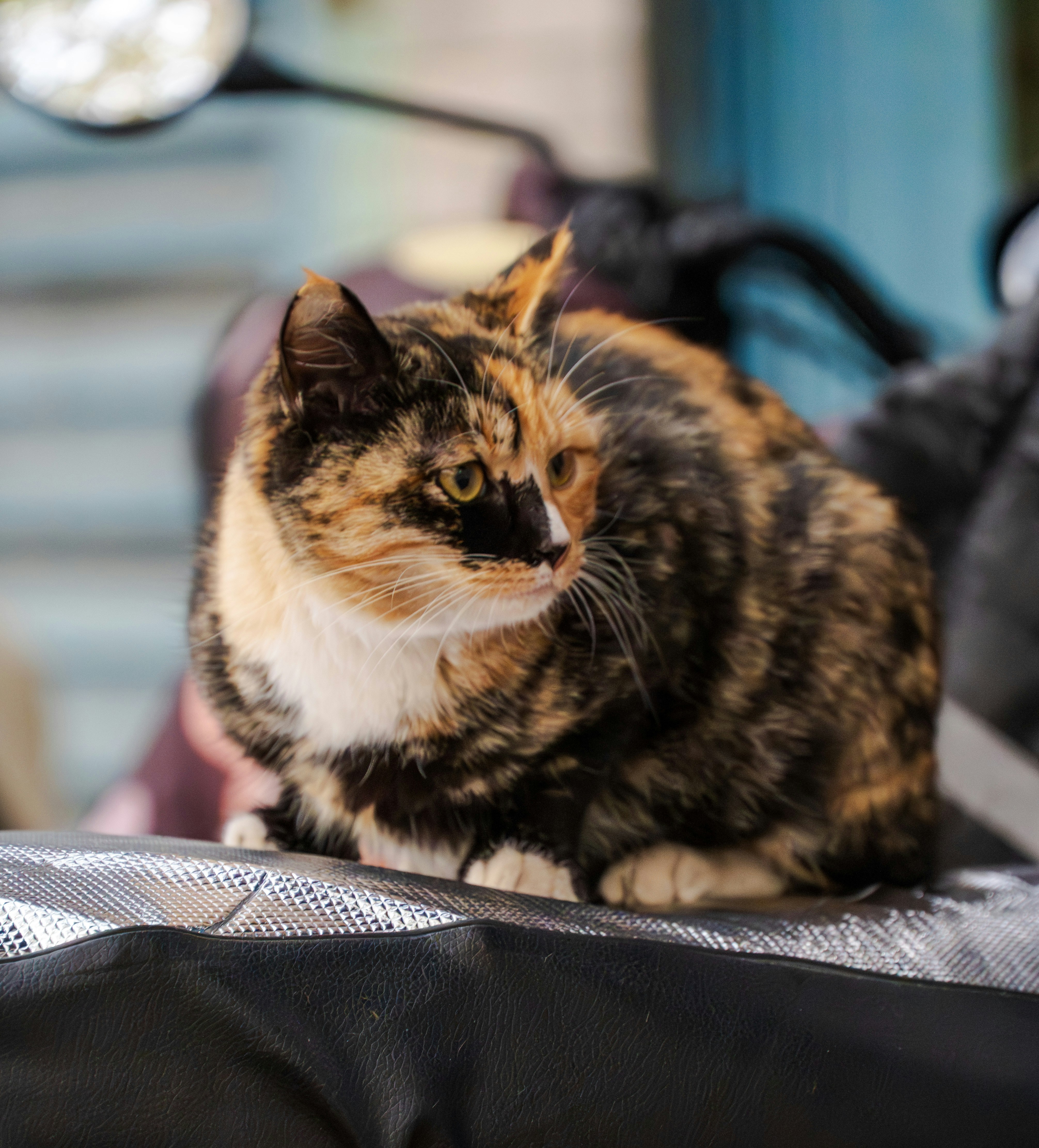 Calico Contemplation on a Shimmering Surface