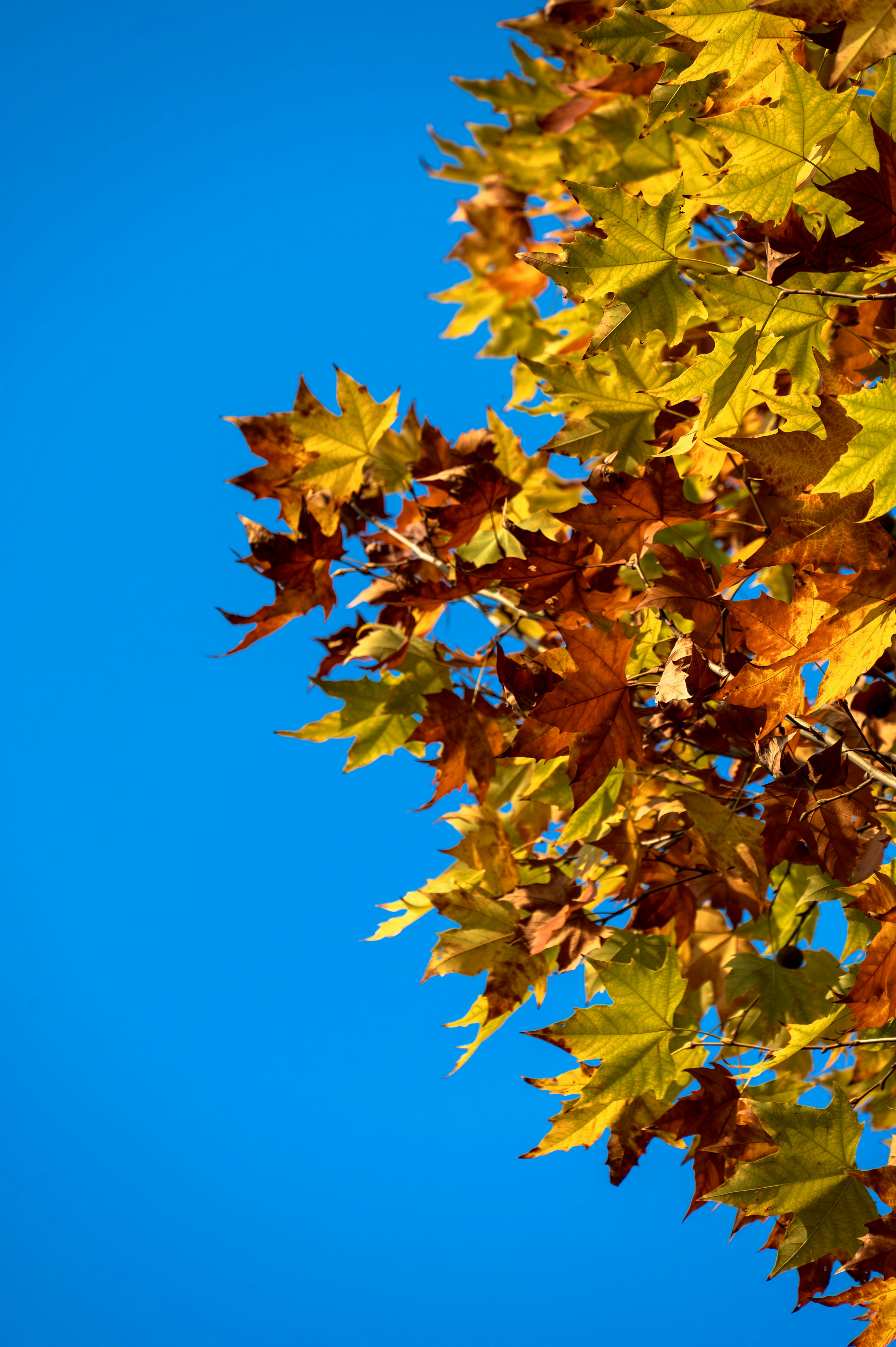 Photo by Kilian Murphy with Nikon Z6 II