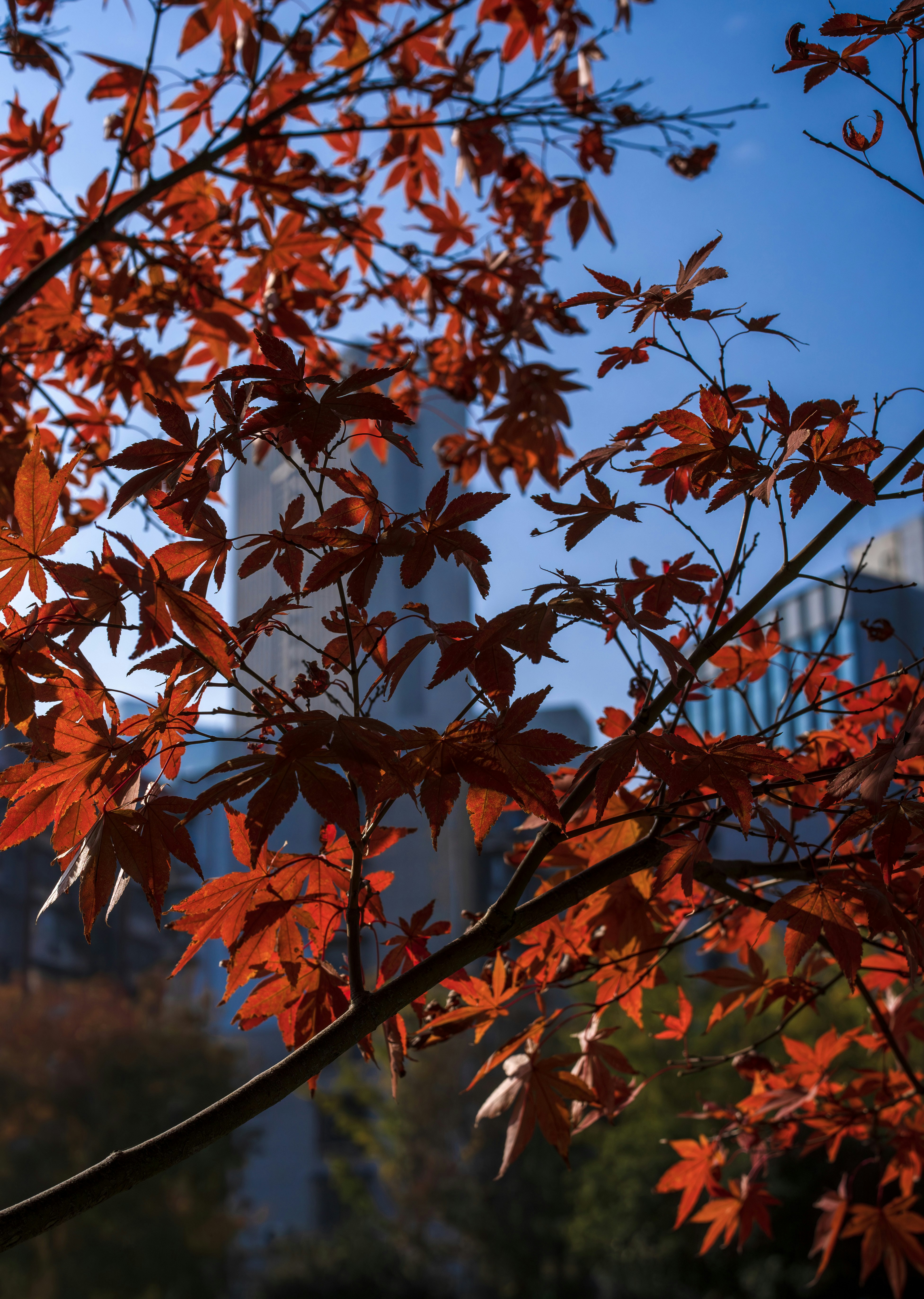 Red Maple Fronds Framing a Glassy City Under a Clear Blue Sky