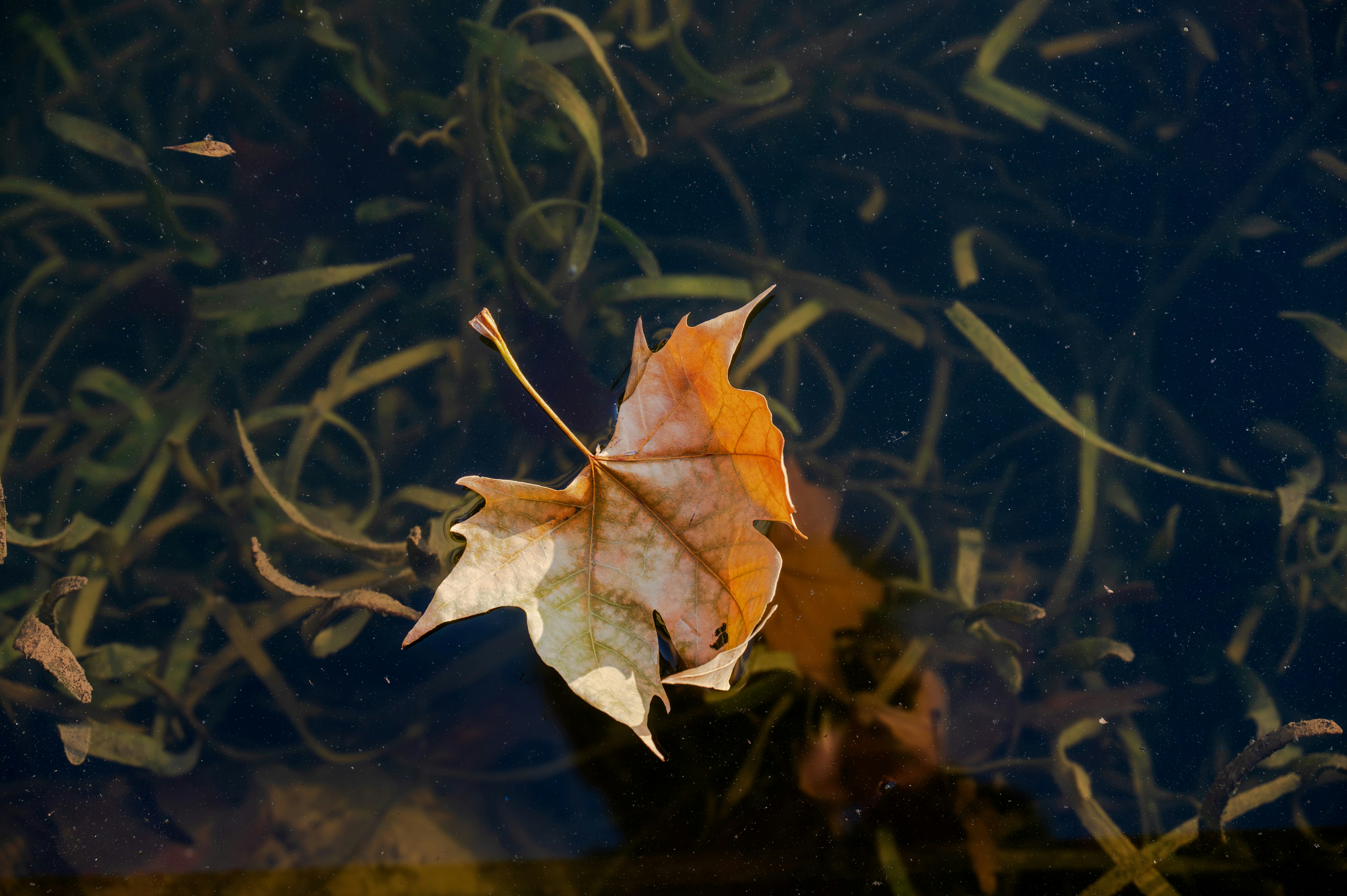 Photo by Kilian Murphy with Nikon Z6 II