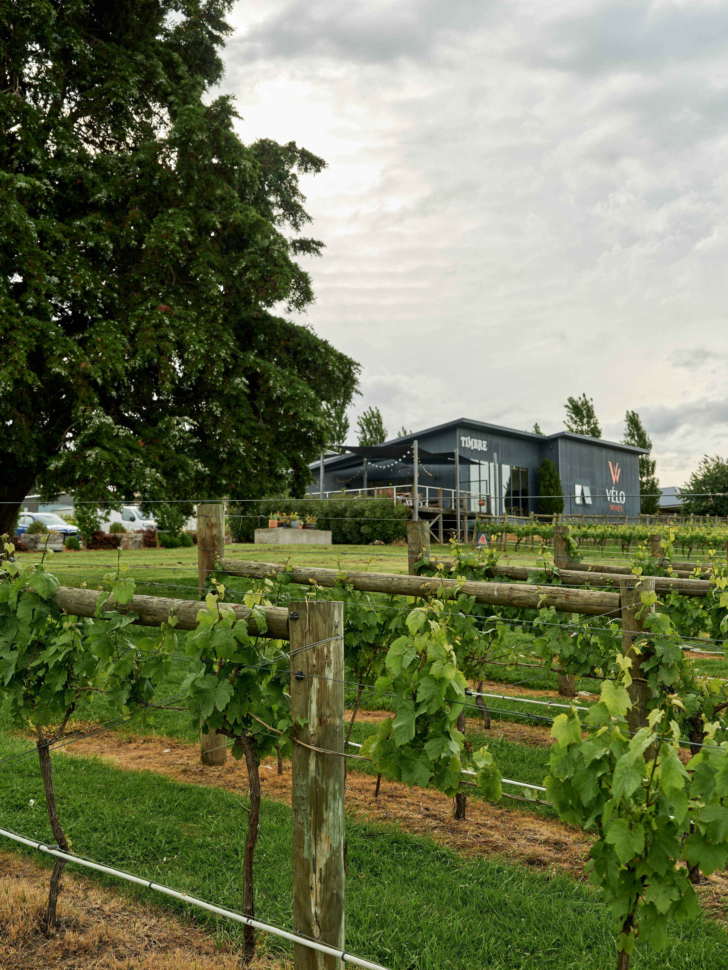 Vineyard with modern building in background photo – Free Building Image ...