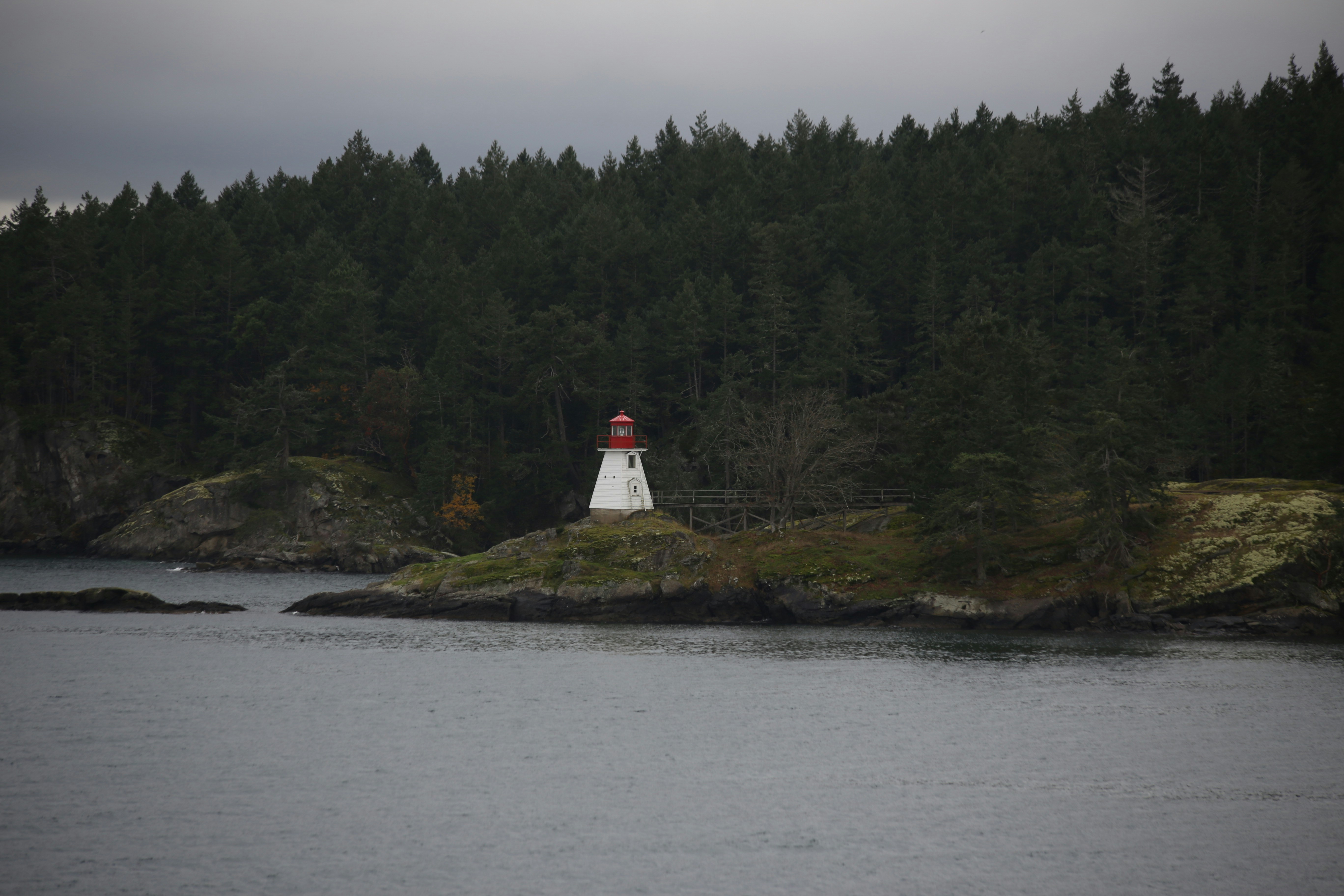 Lighthouse at the Edge: Quiet Beacon among Pines