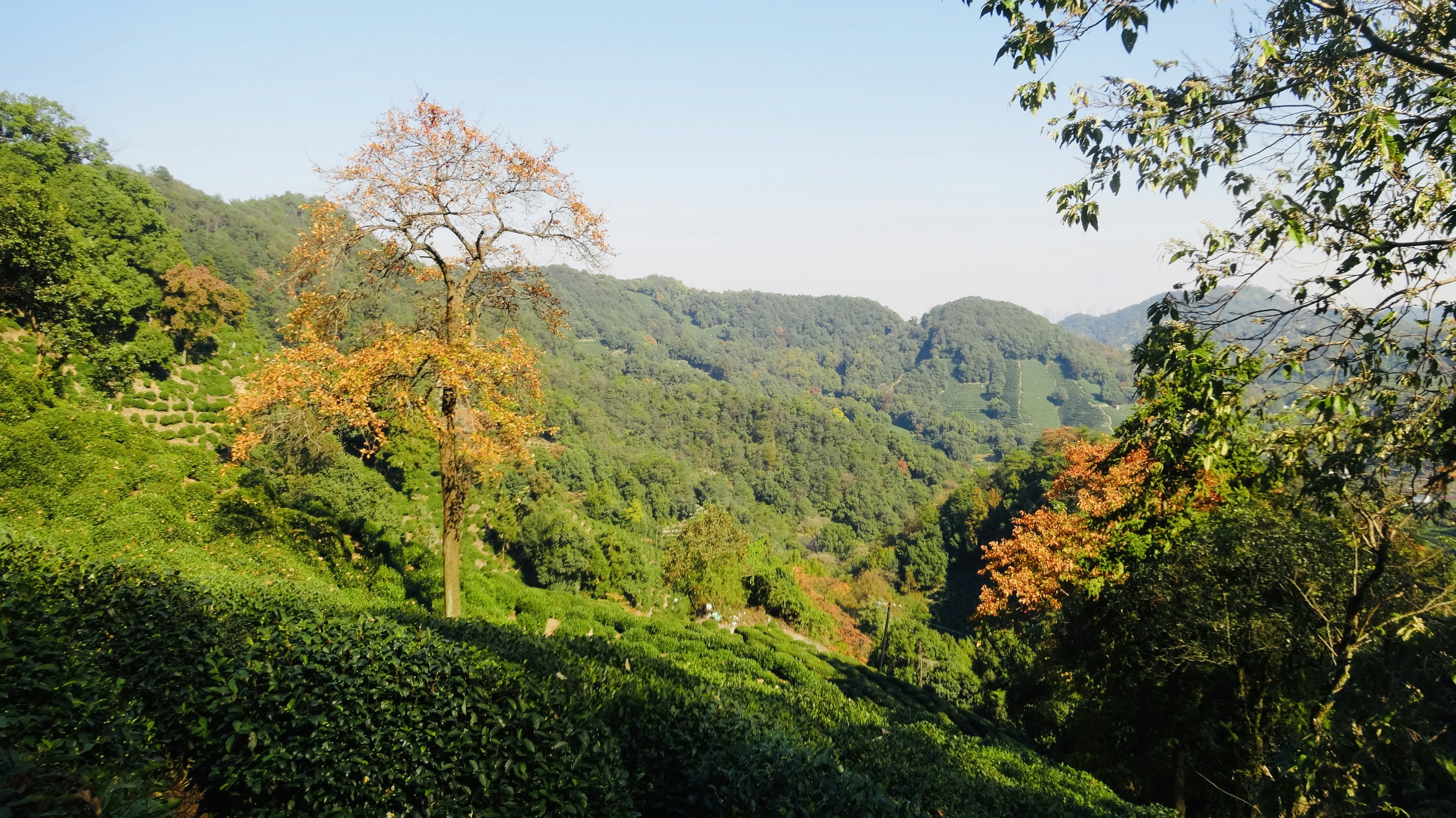 Terraced Garden in Autumn Light Over Rolling Hills