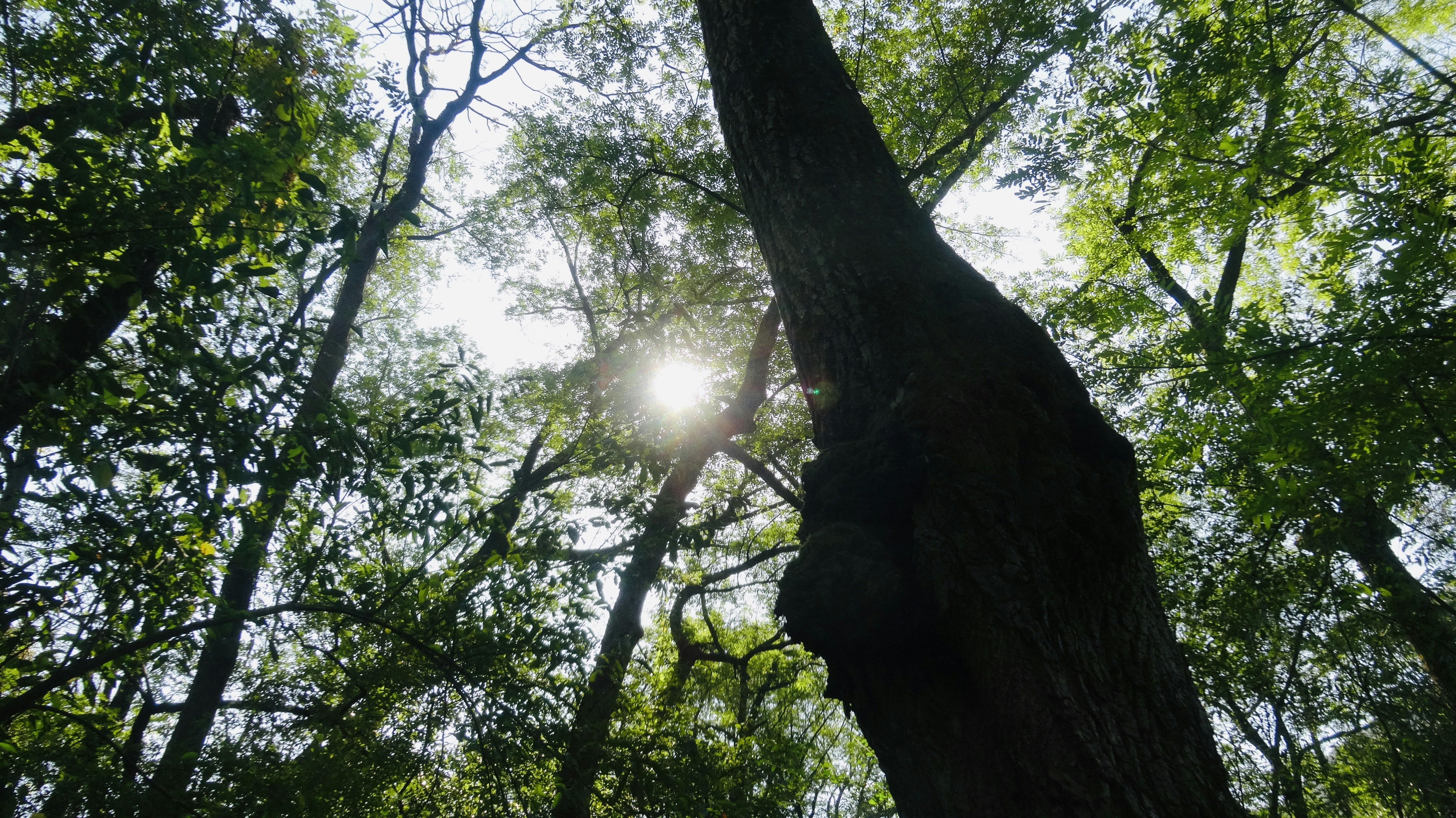 Sunbeam Sentinel: A Forest Trunk Framed by Dappled Light
