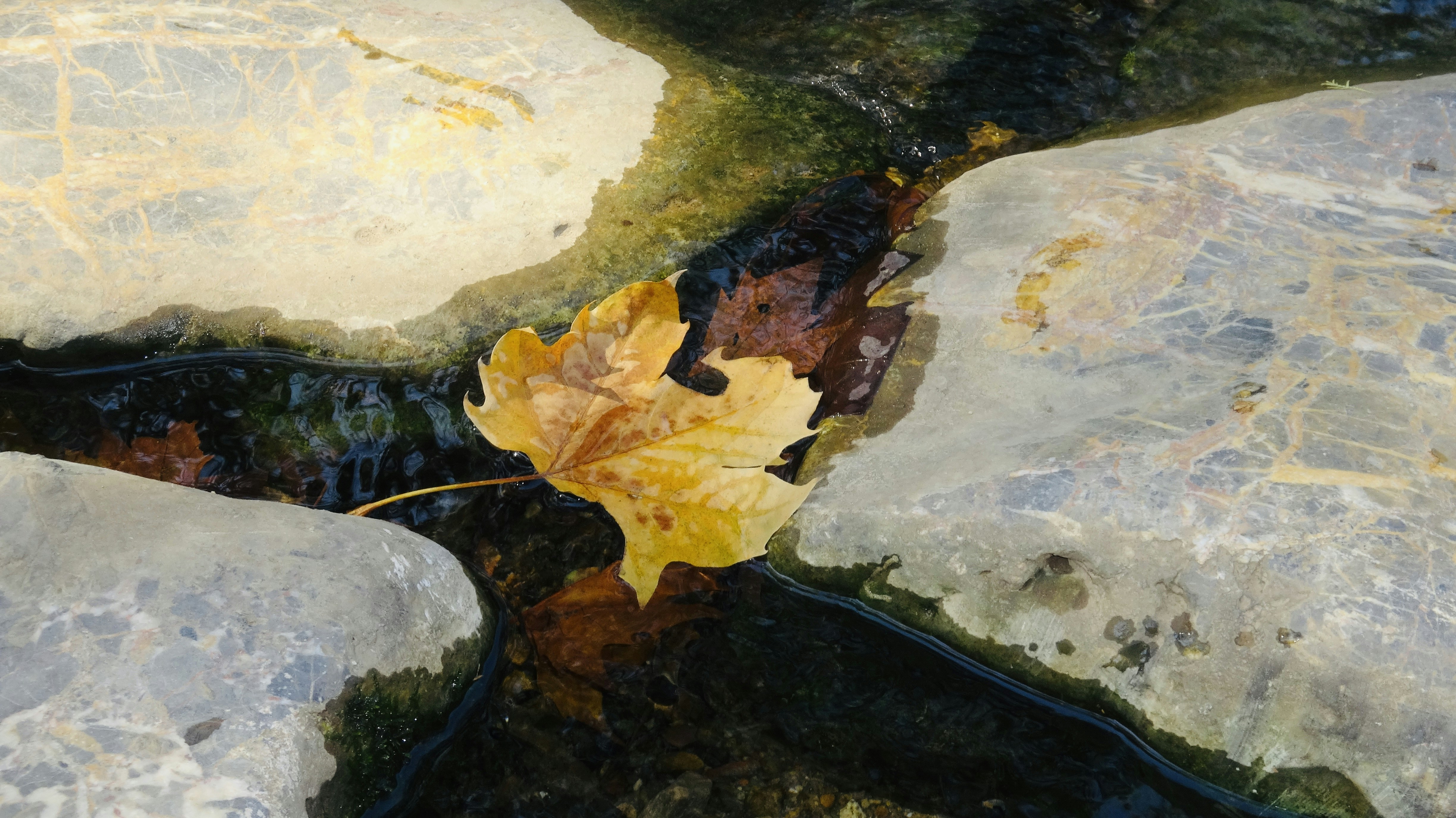 Amber Leaf Anchored on Moon-Wet River Stones