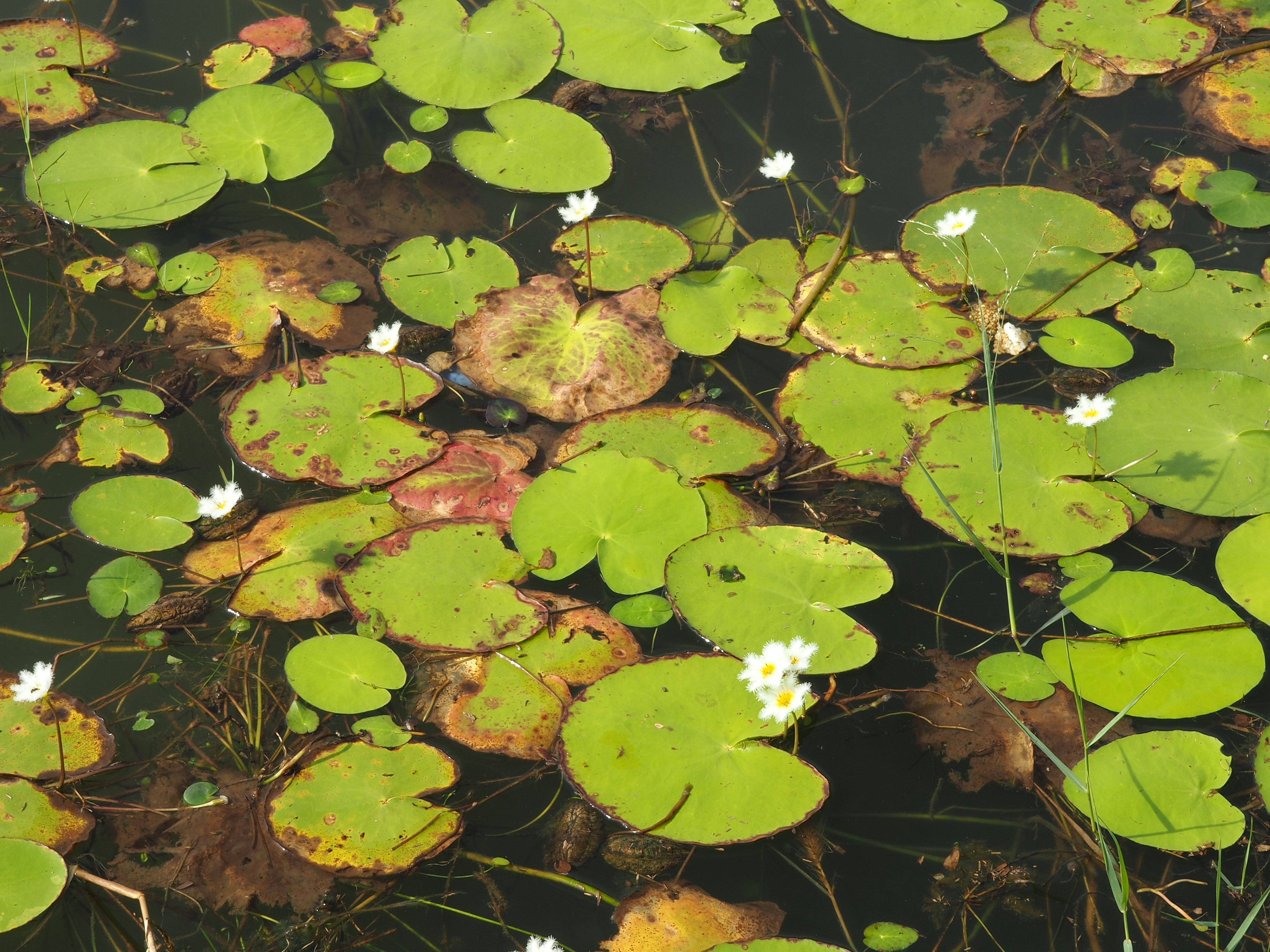 Lilypad Mosaic: White Stars on a Quiet Pond