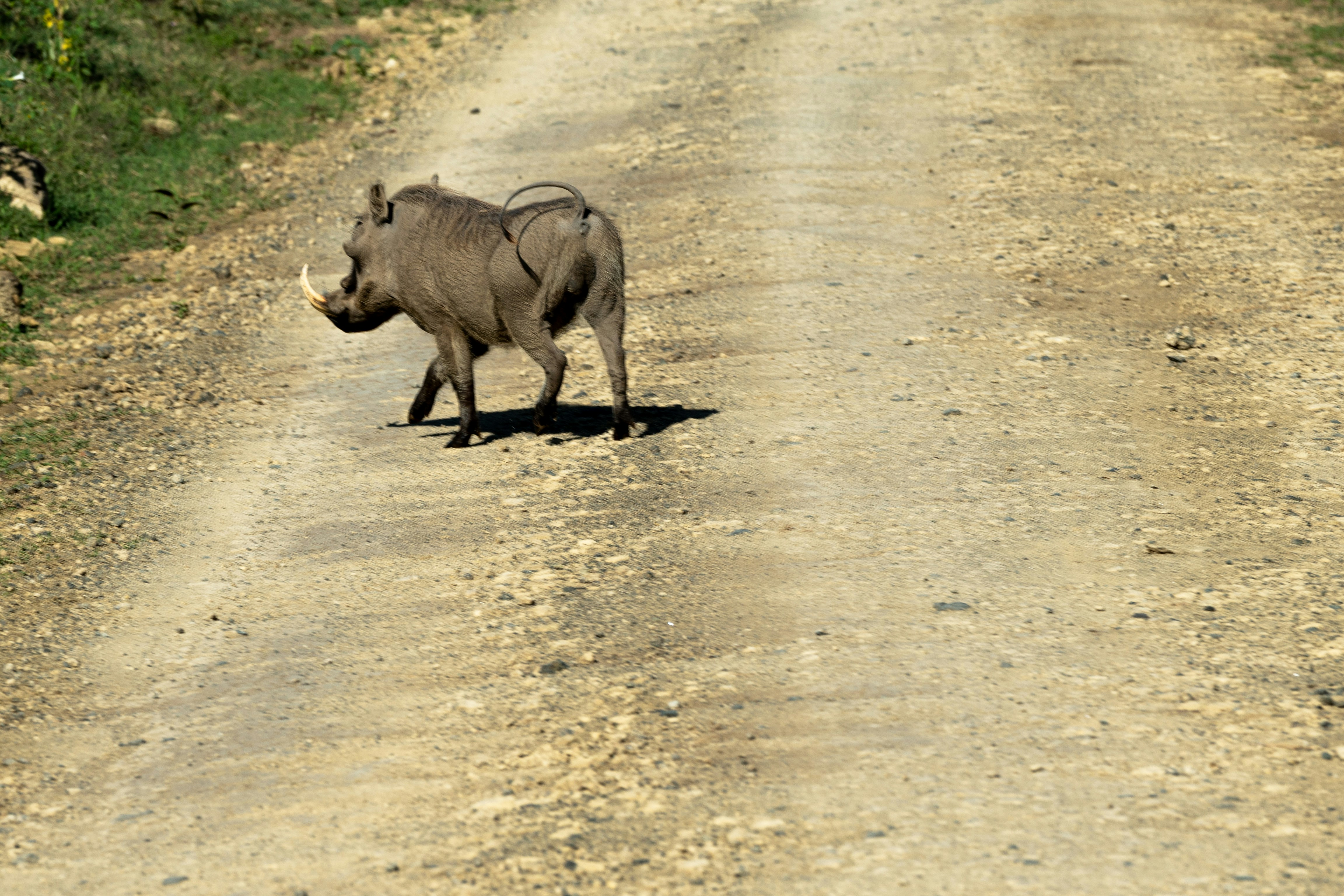 Dust and tusks: a lone warthog on a sunlit road