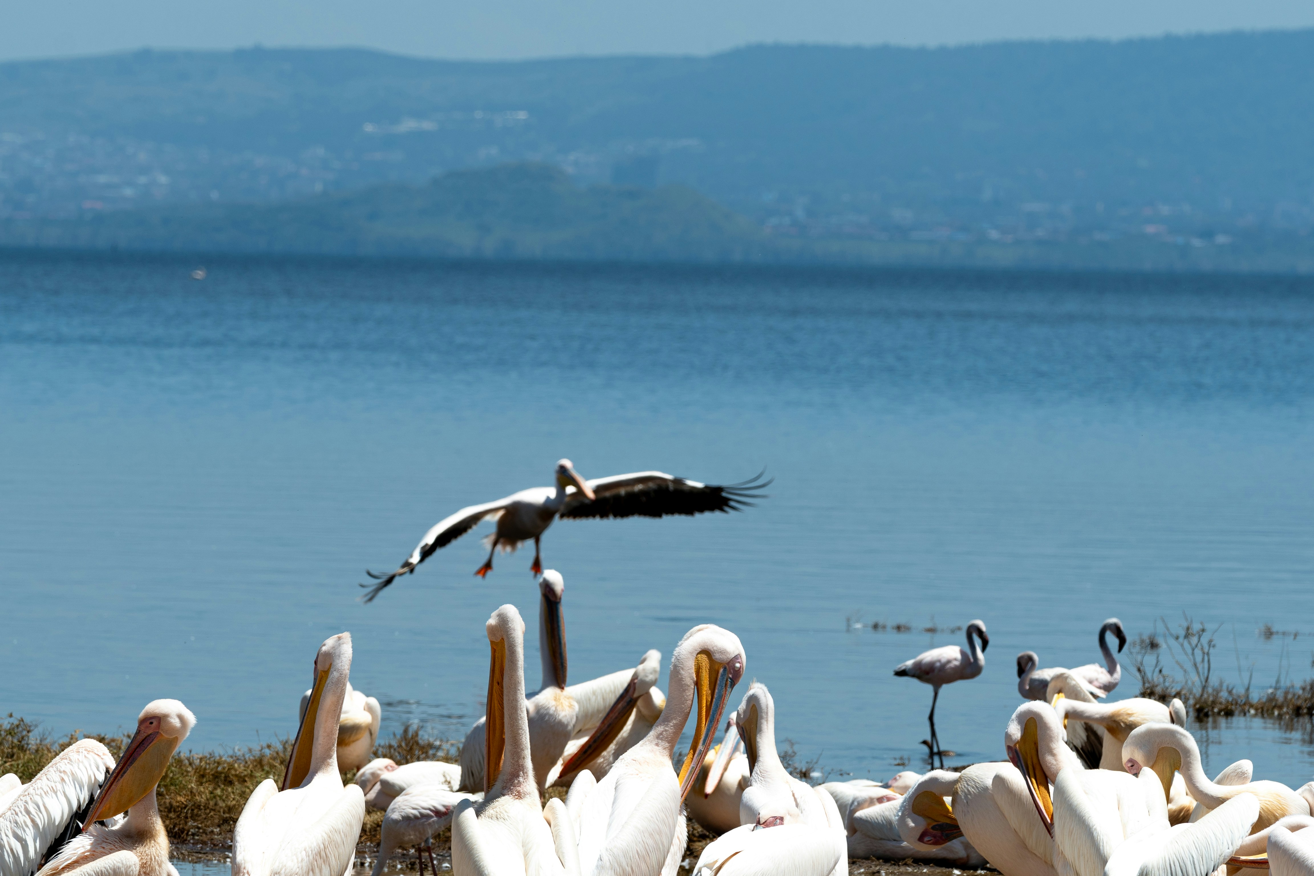 Takeoff Over the Seaward Pelican Chorus
