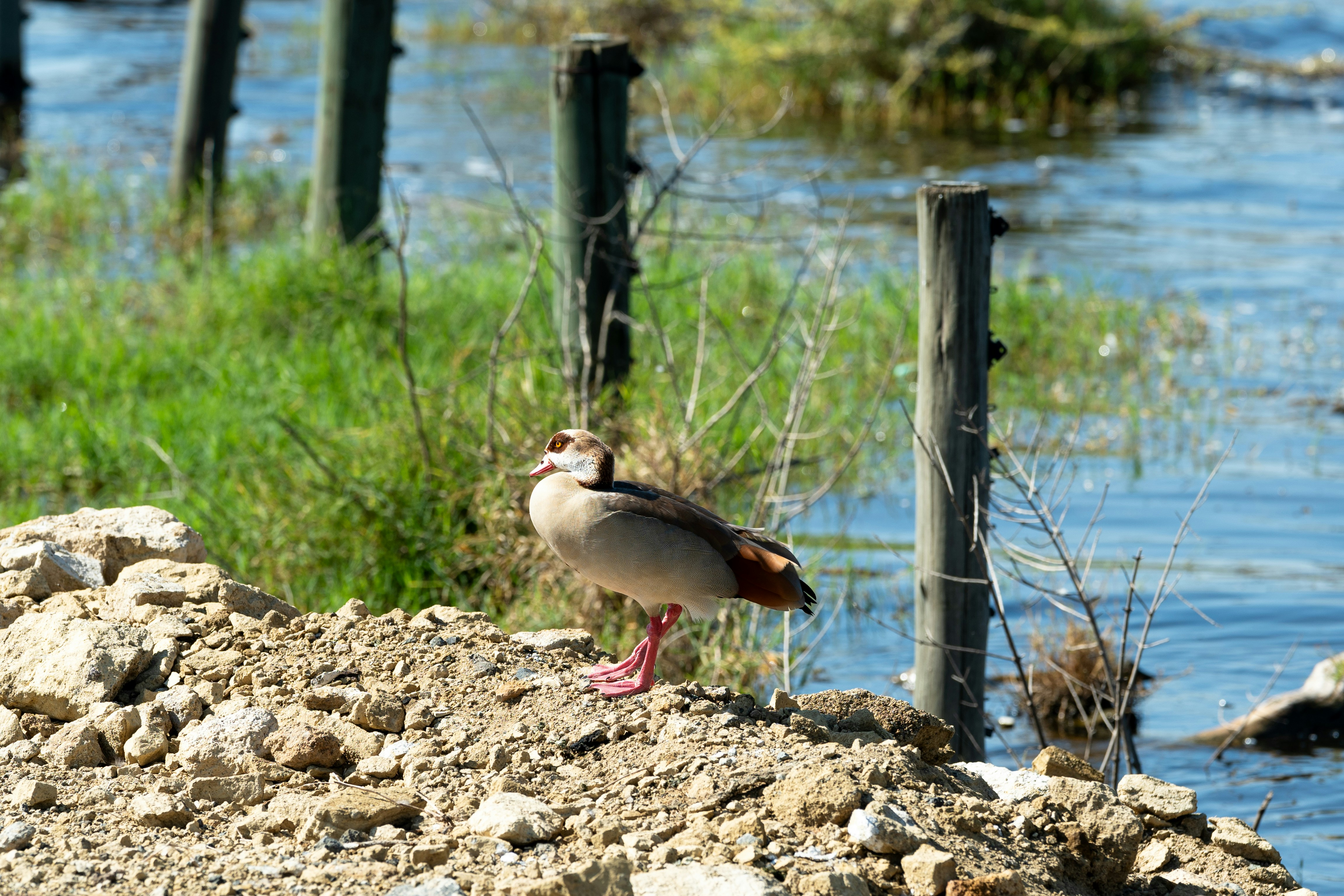 Perched by the Current: a lone shorebird on a rocky riverbank