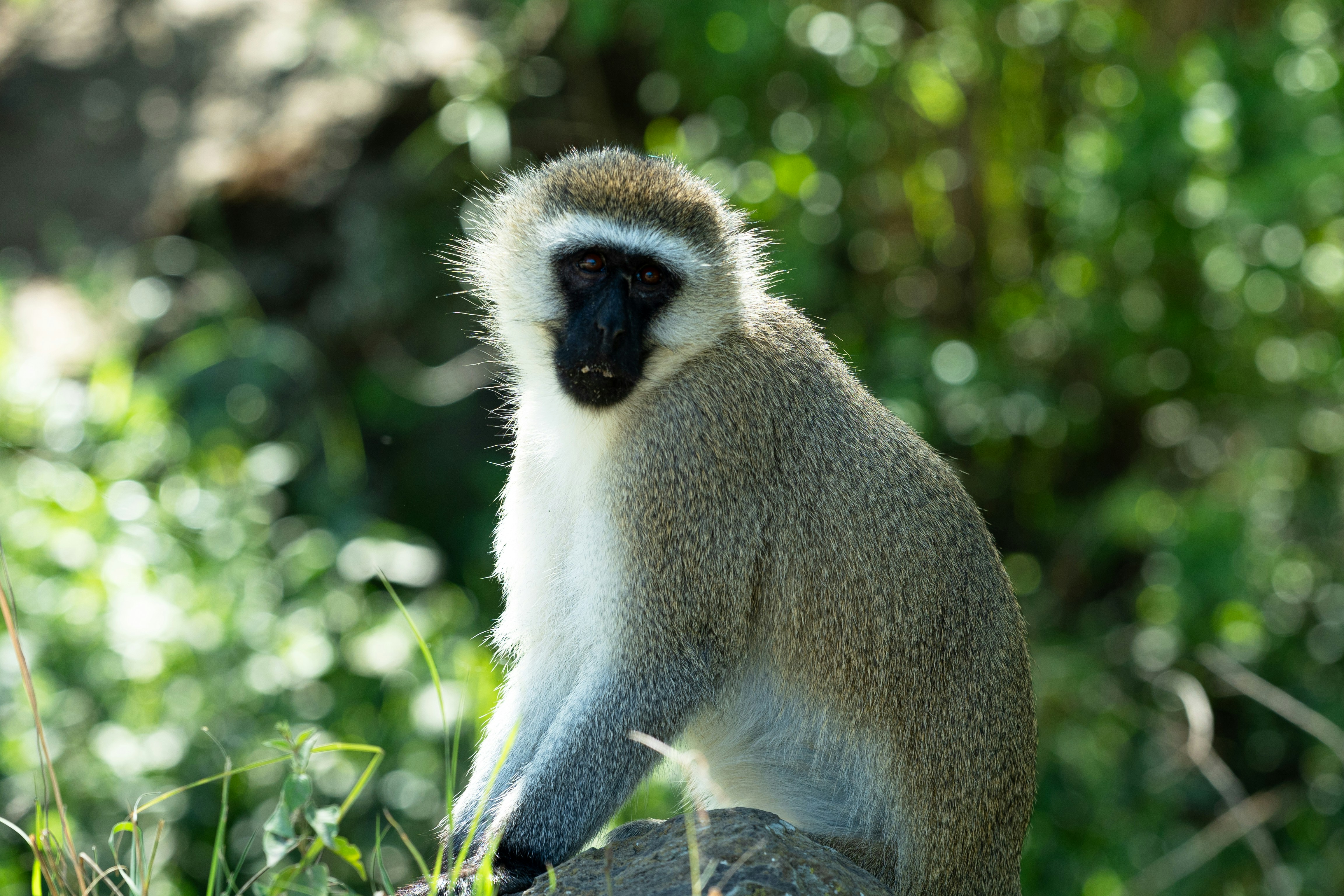 Photo by Daniel Nyoka with Sony Alpha 7C II