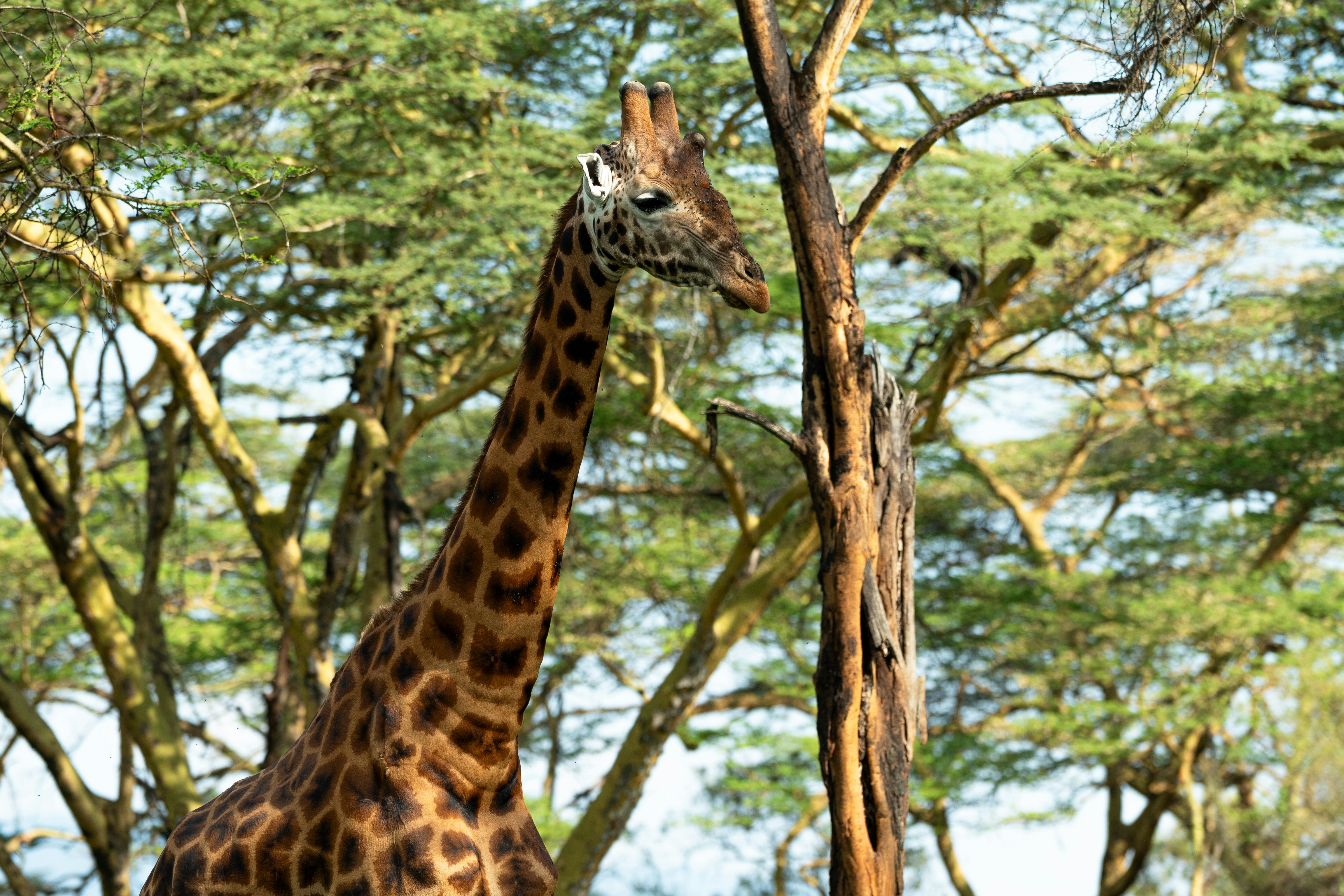 Giraffe among sunlit acacia limbs: a quiet savanna encounter