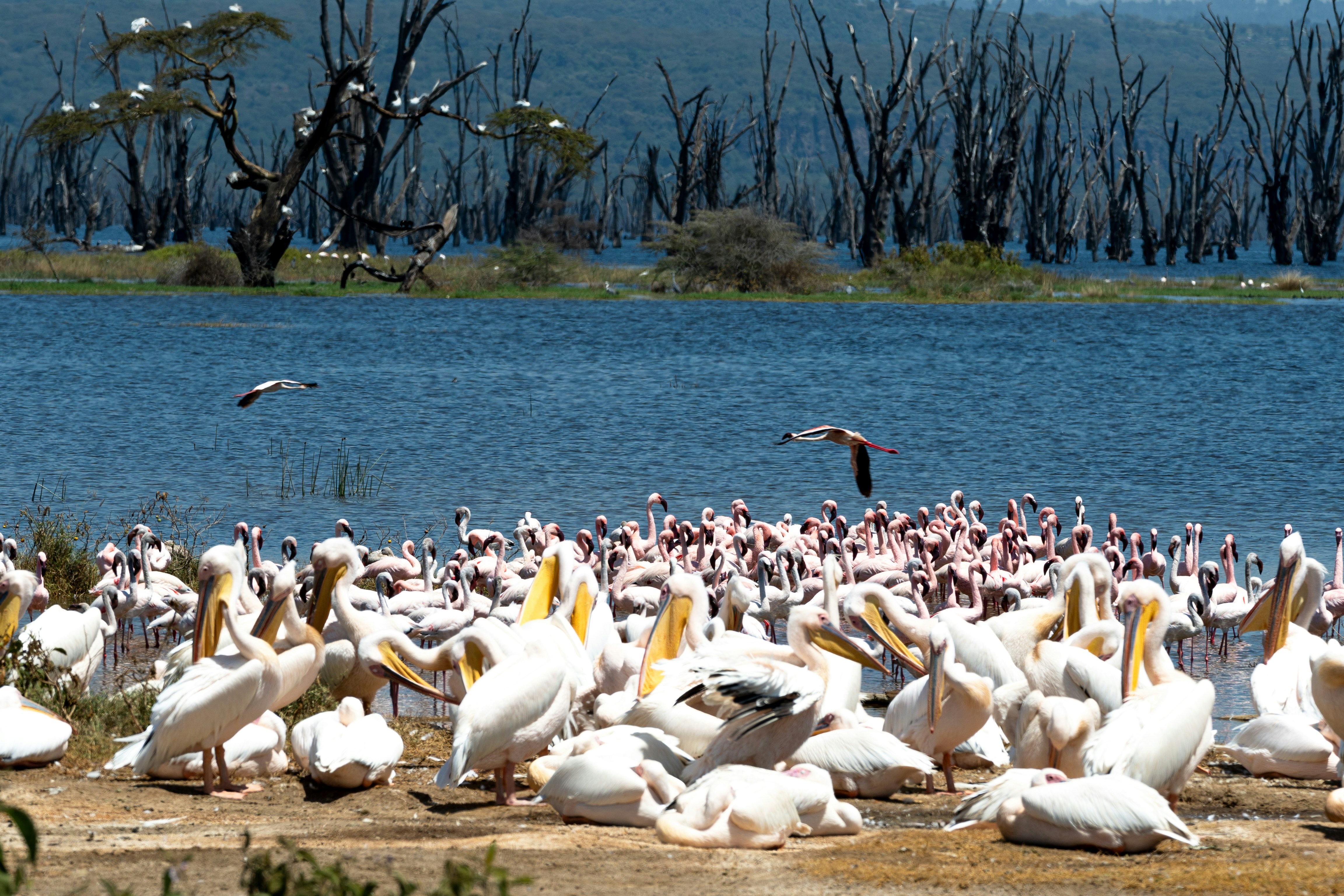 Pelican Parade at the Edge of a Quiet Pool
