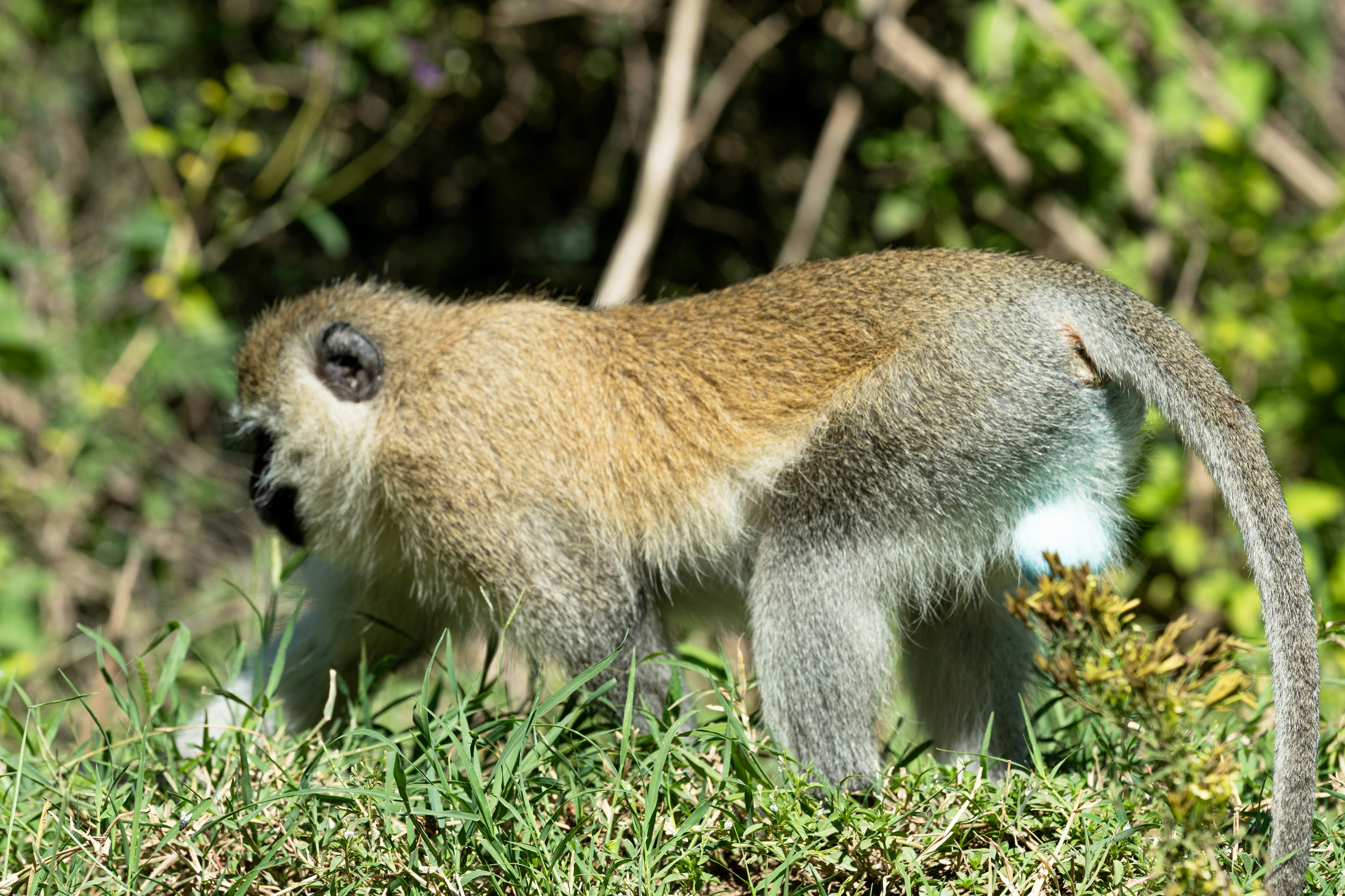 Golden-Brown Primate Pauses in Sunlit Grass