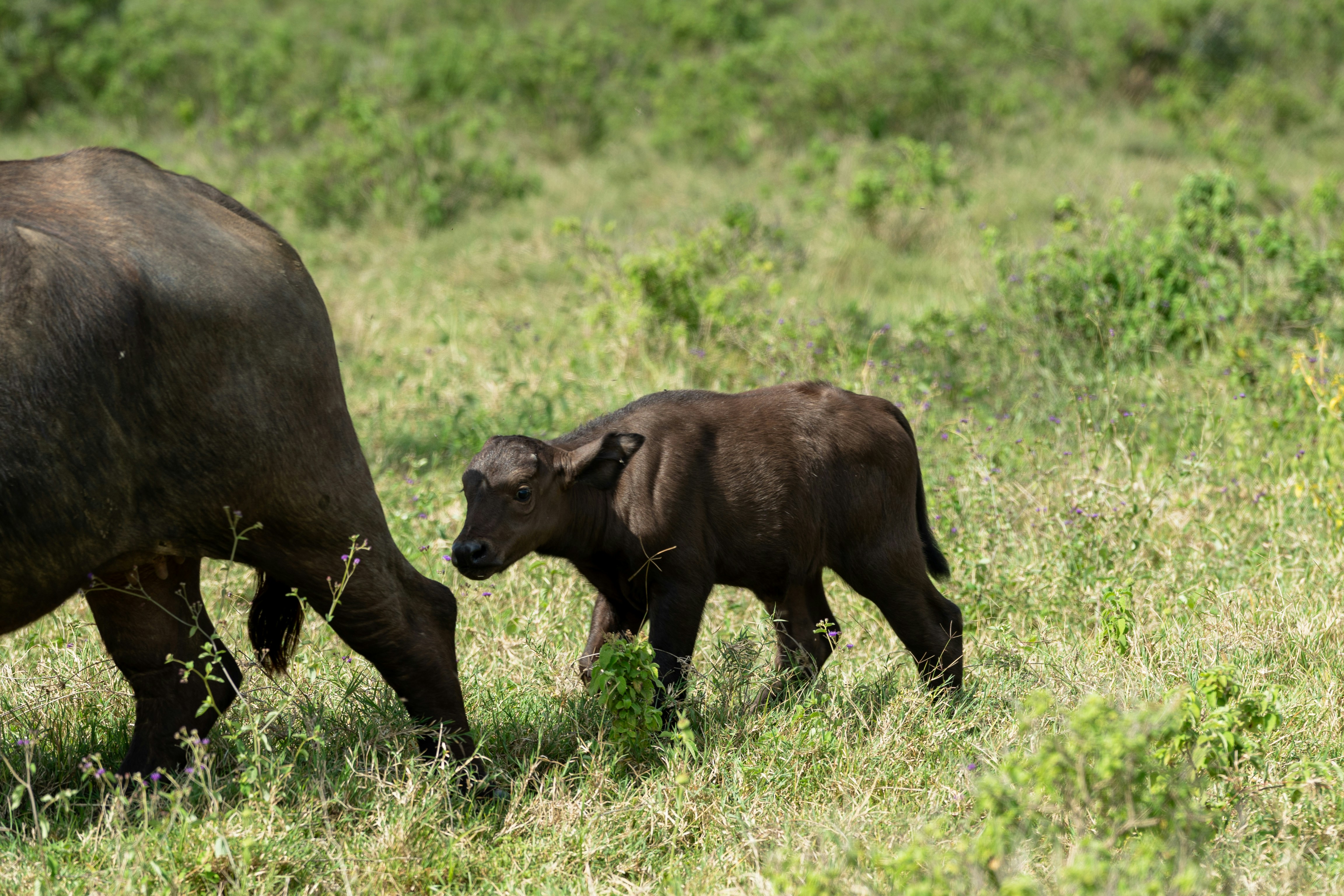 Rhino Calf Trail: A Tender Moment in the Savanna