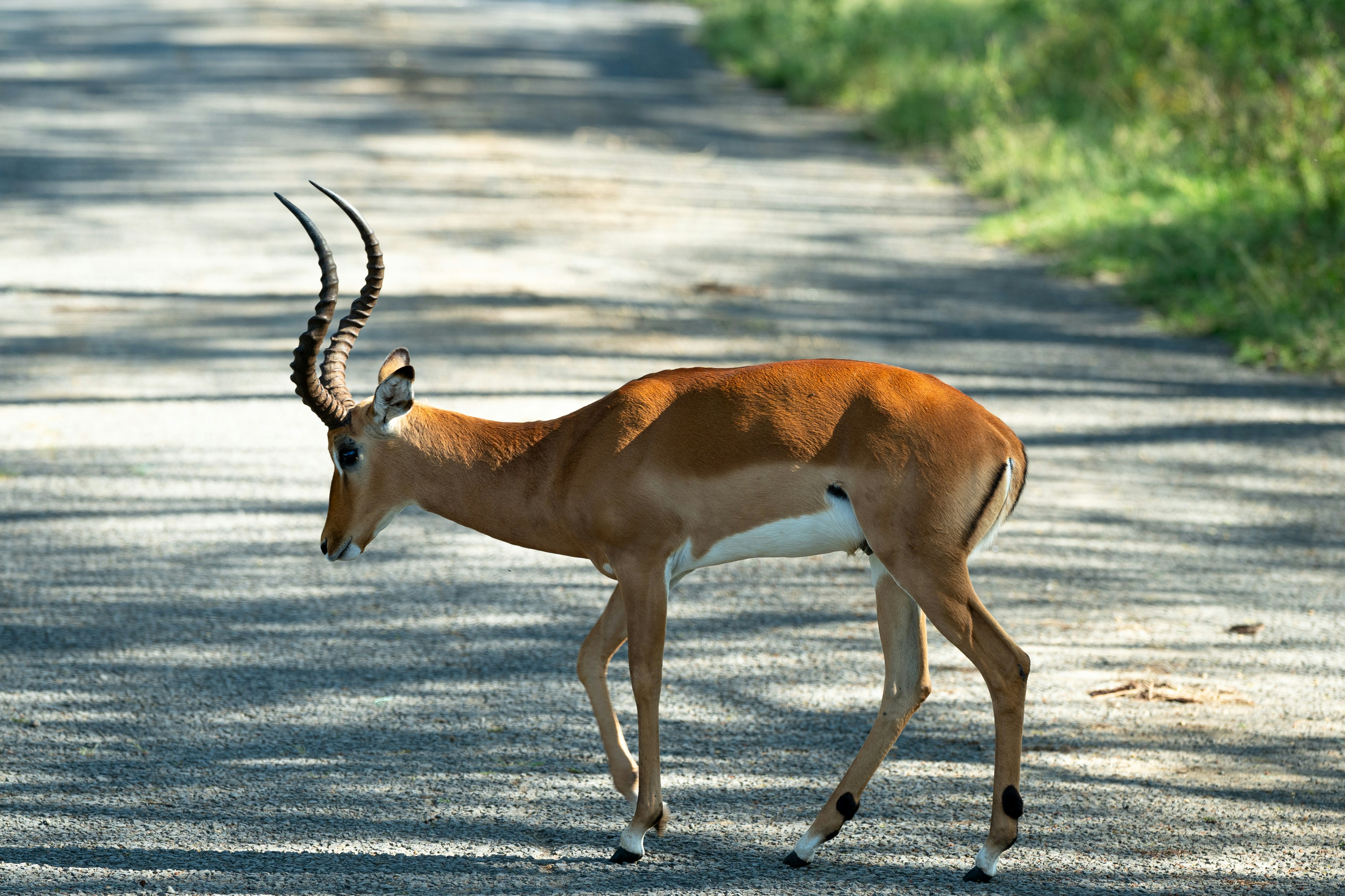 Dappled Road Silence: Gazelle on a Sunlit Track