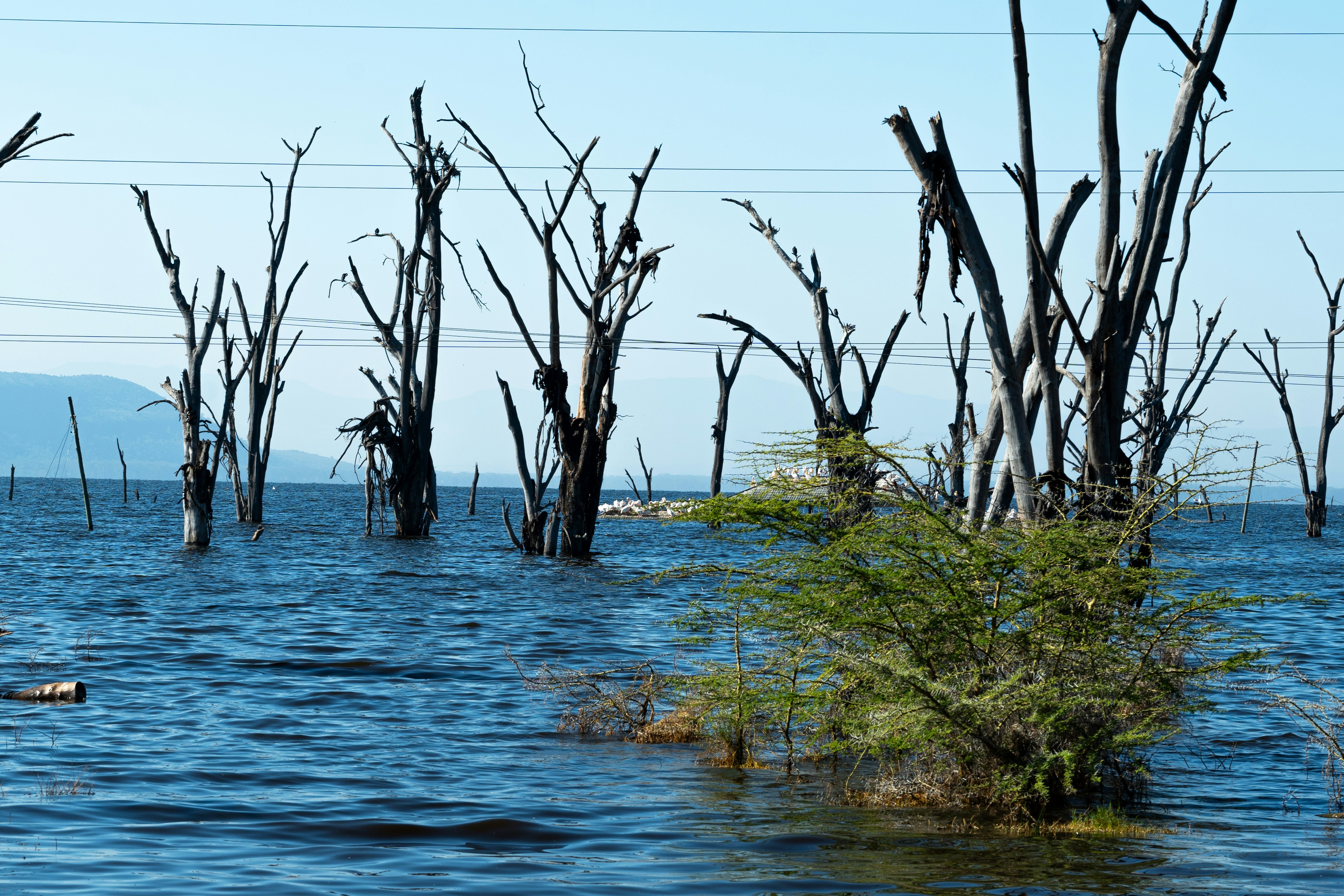 Lament of the Dead Trees: A Quiet Wetland Portrait