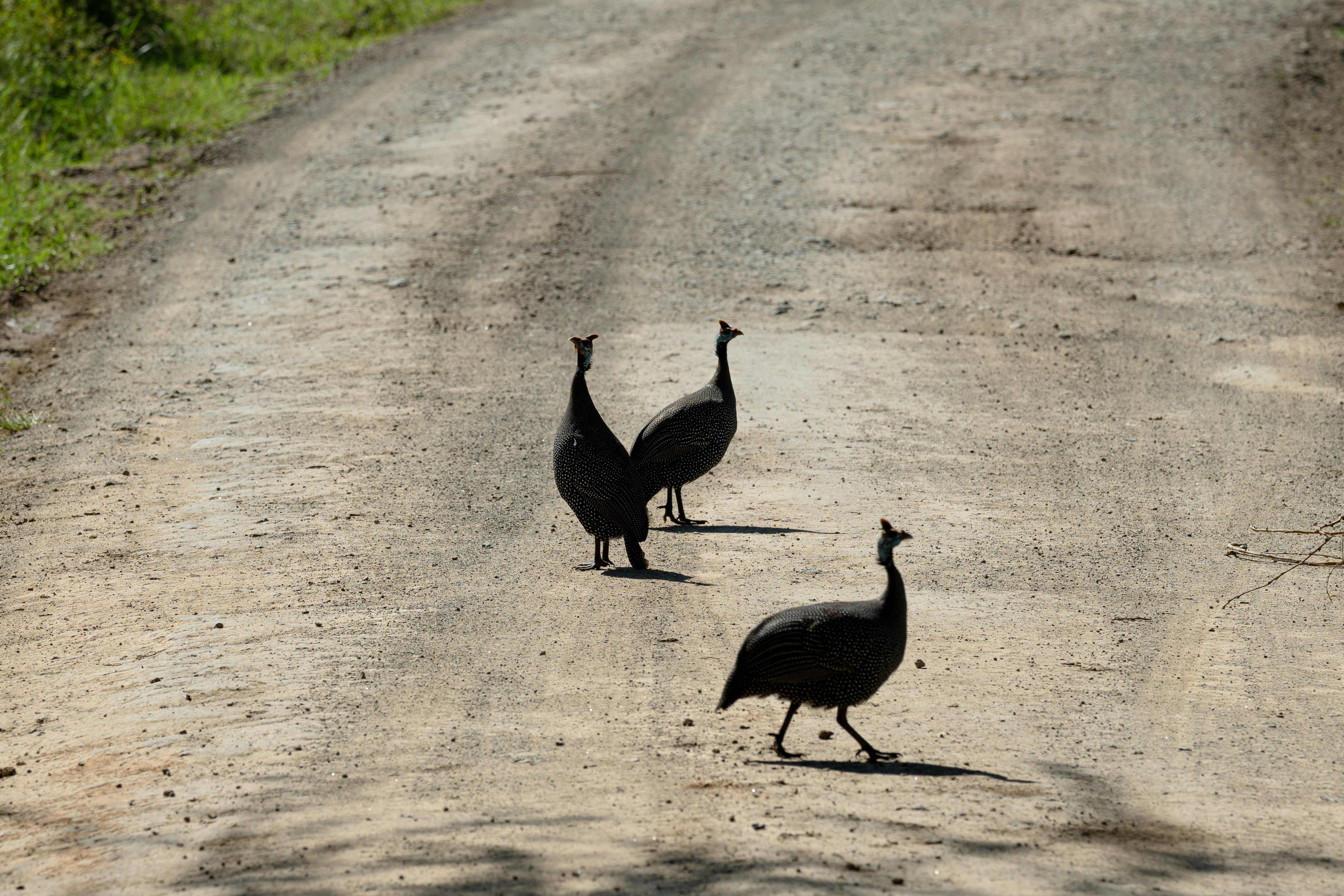 Trio of Black Birds Pause on a Sunlit Dirt Road