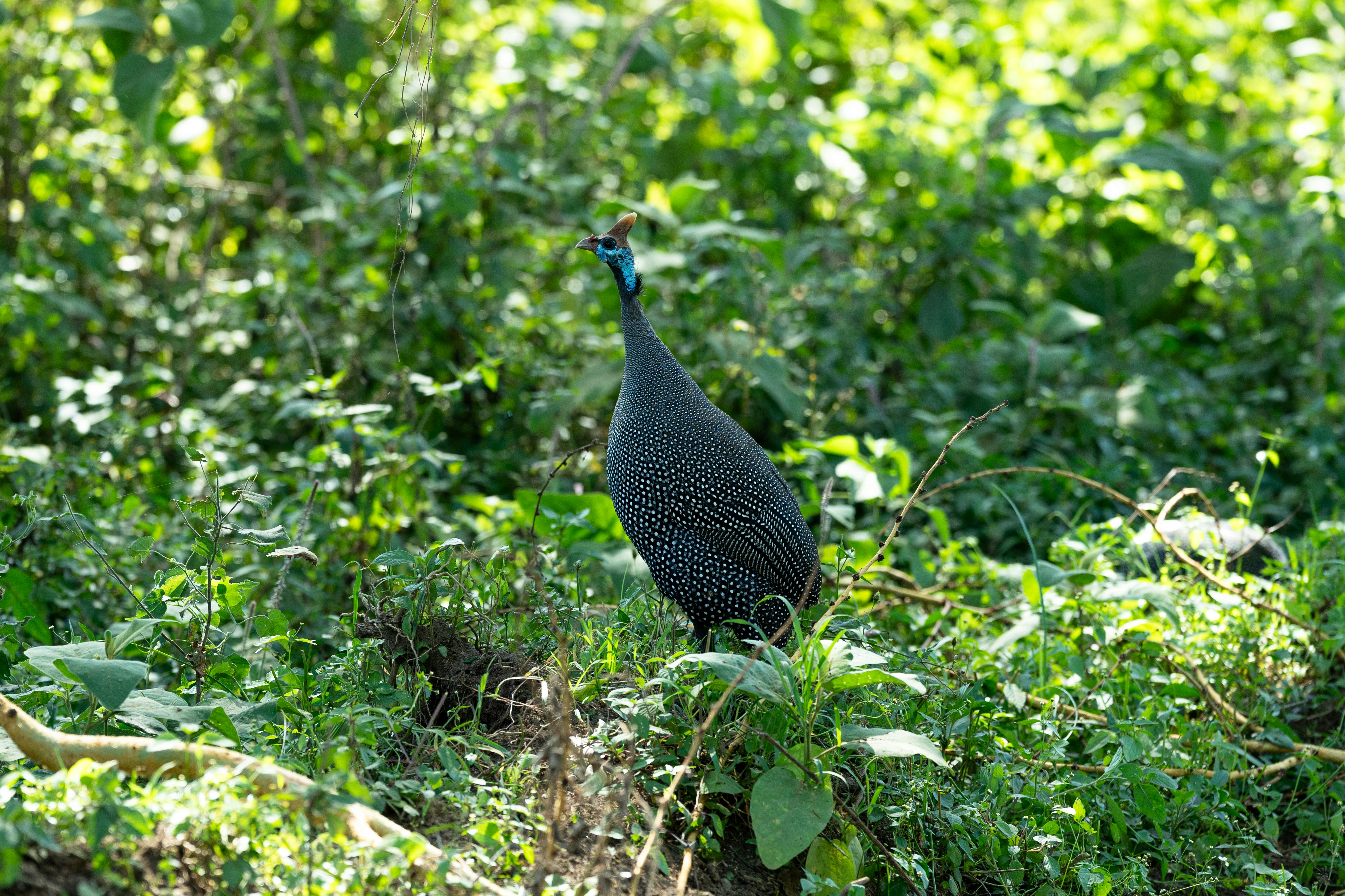 Blue-Faced Speckled in Dappled Light: Forest Sentinel