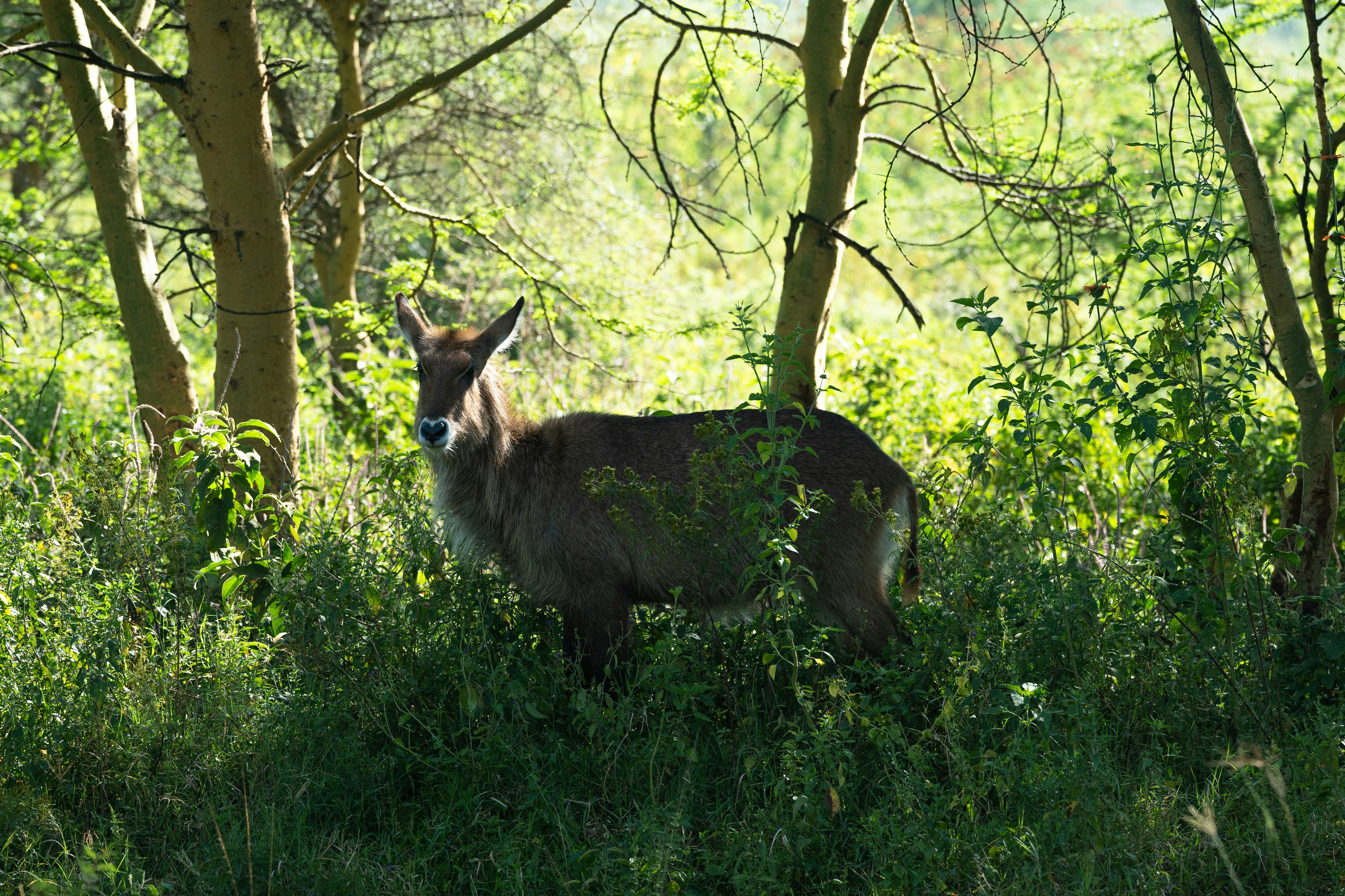 Quiet pause: a lone deer in sunlit woodland