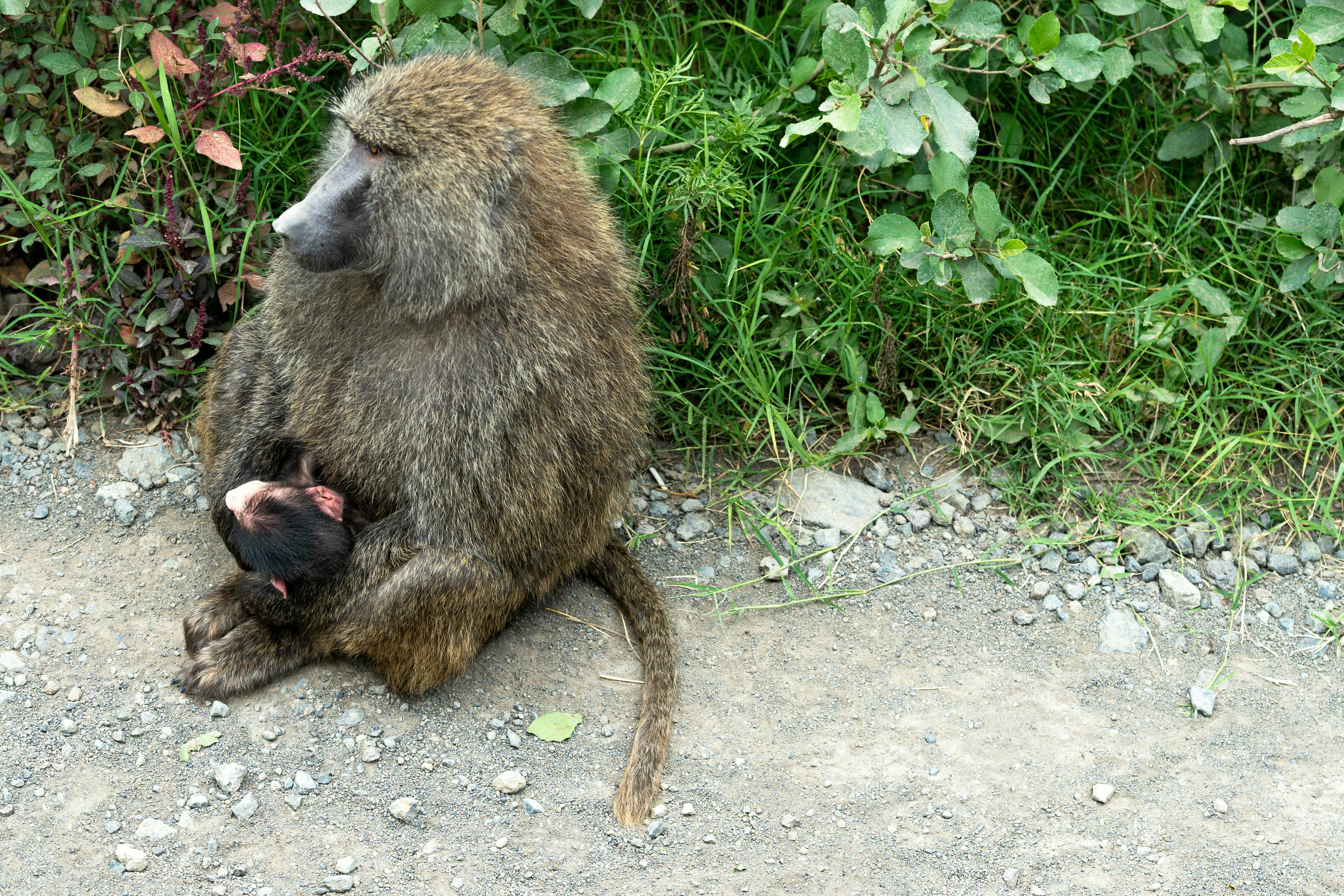 Dusty Trail Bond: A Baboon Mother and Infant in Quiet Green