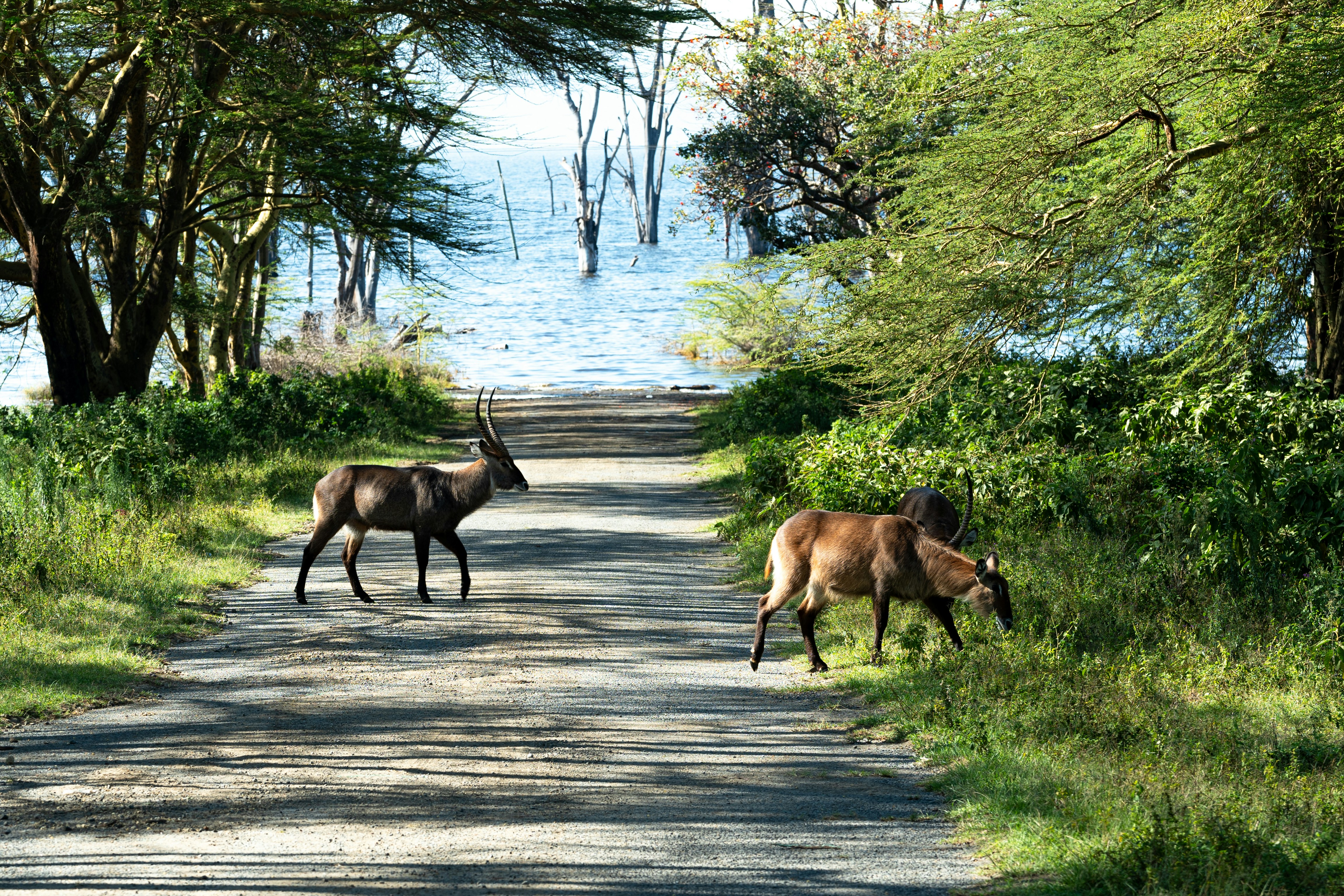 Trailside Rendezvous: Deer on a Sunlit Forest Path Toward the Lake
