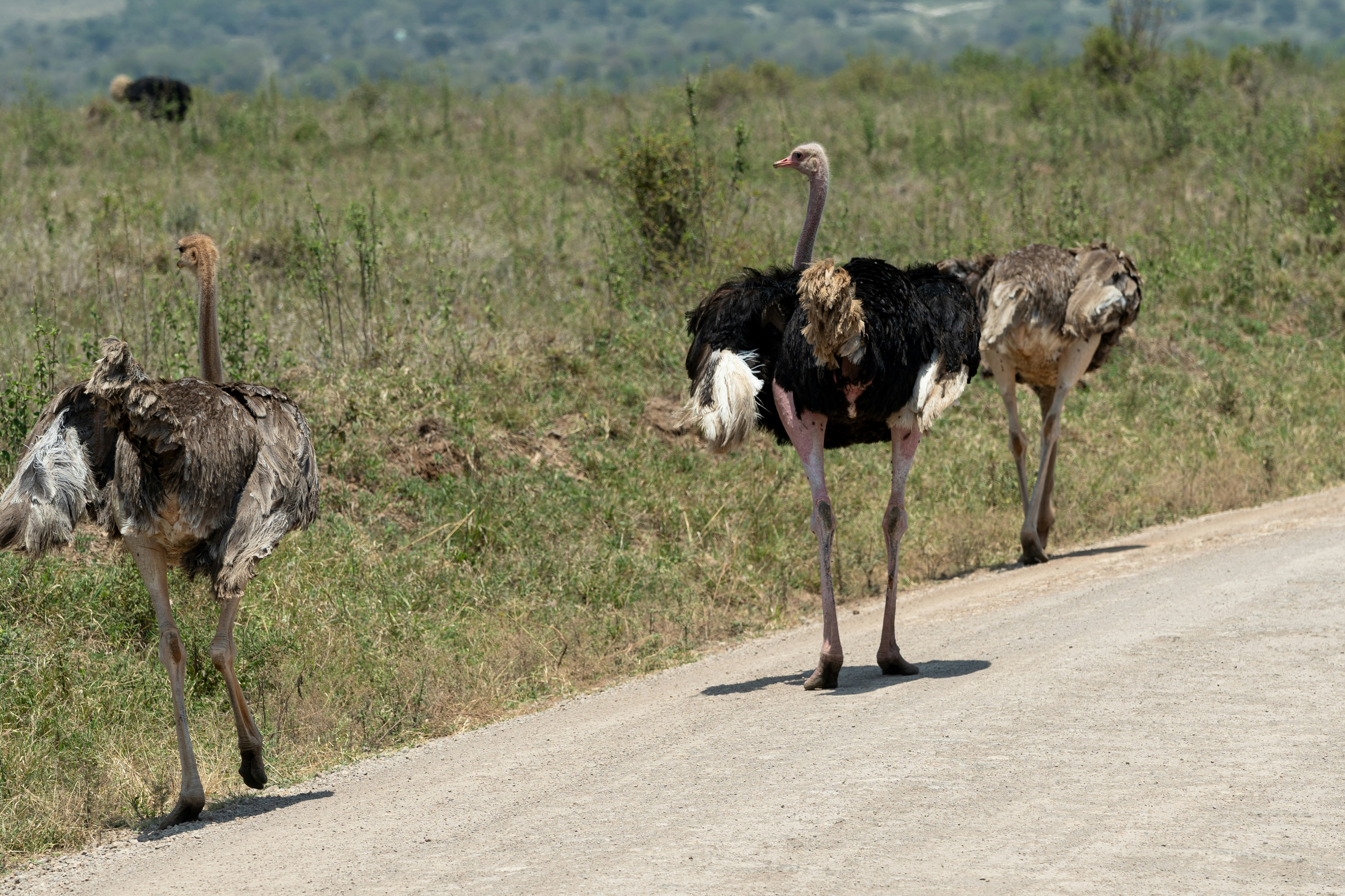 Dusty Serenade: Three Ostriches on a Quiet Country Road