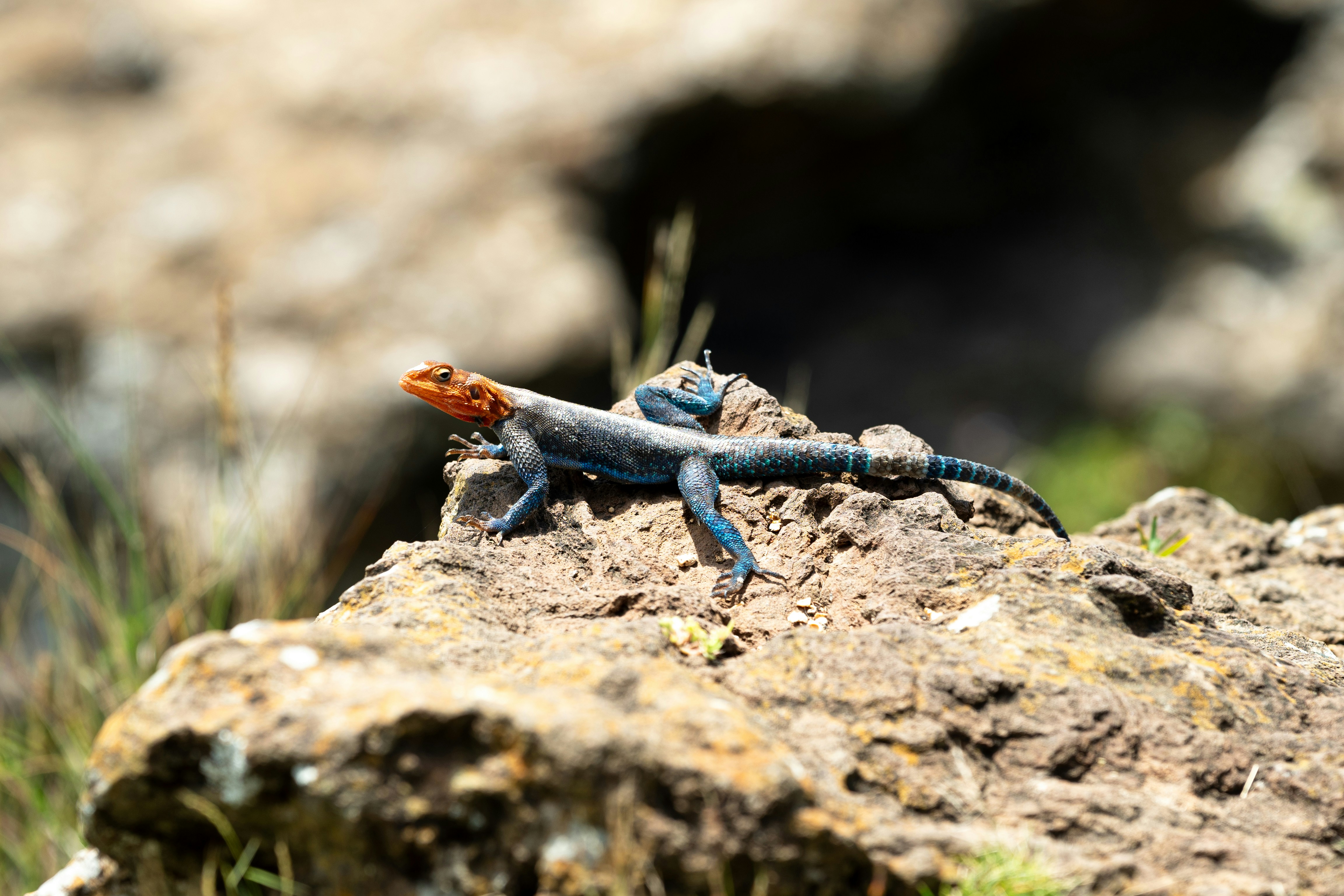 Azure-hued newt perched on sunlit granite