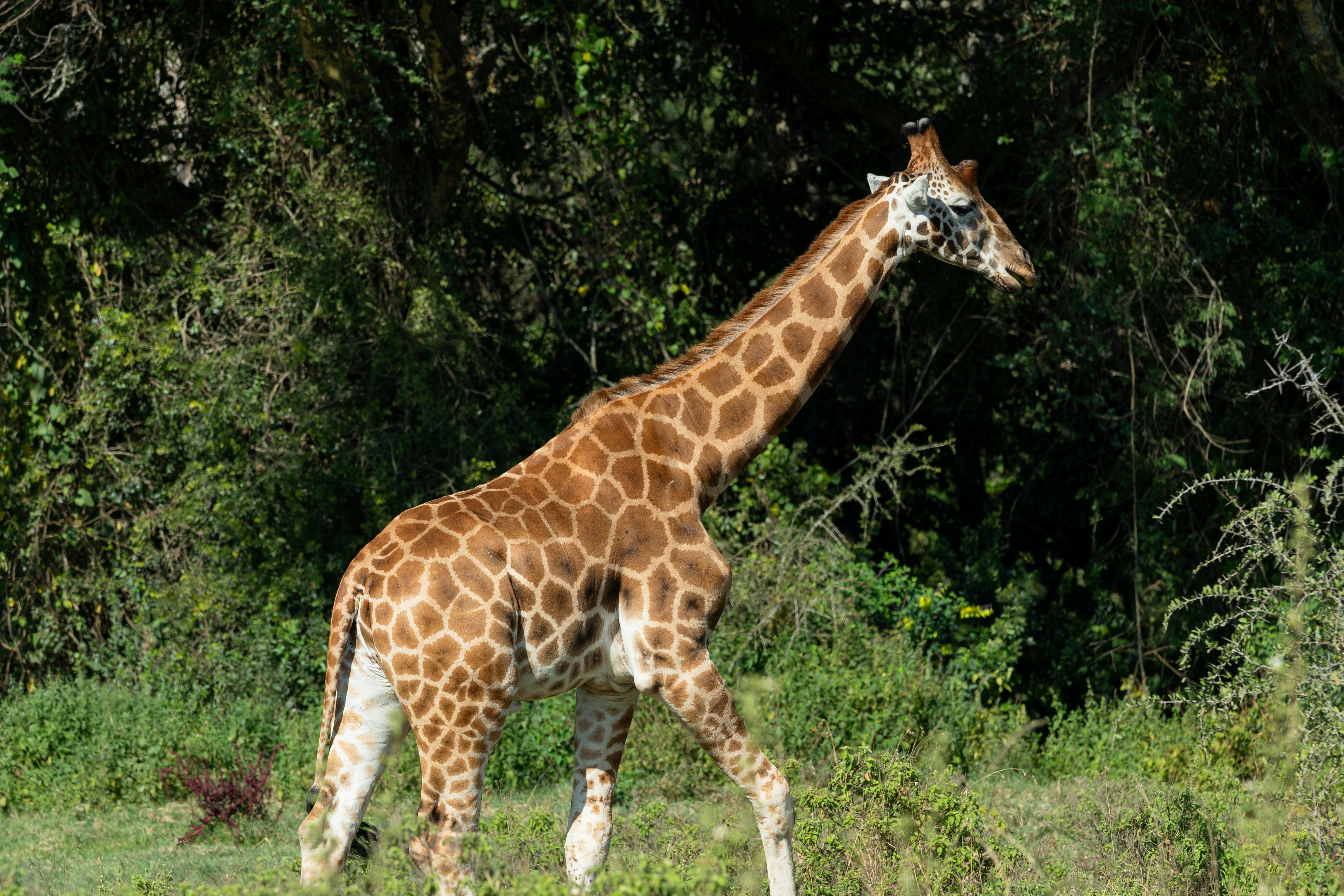 Giraffe at the Edge: Sunlit Clearing Framed by Shadowed Brush