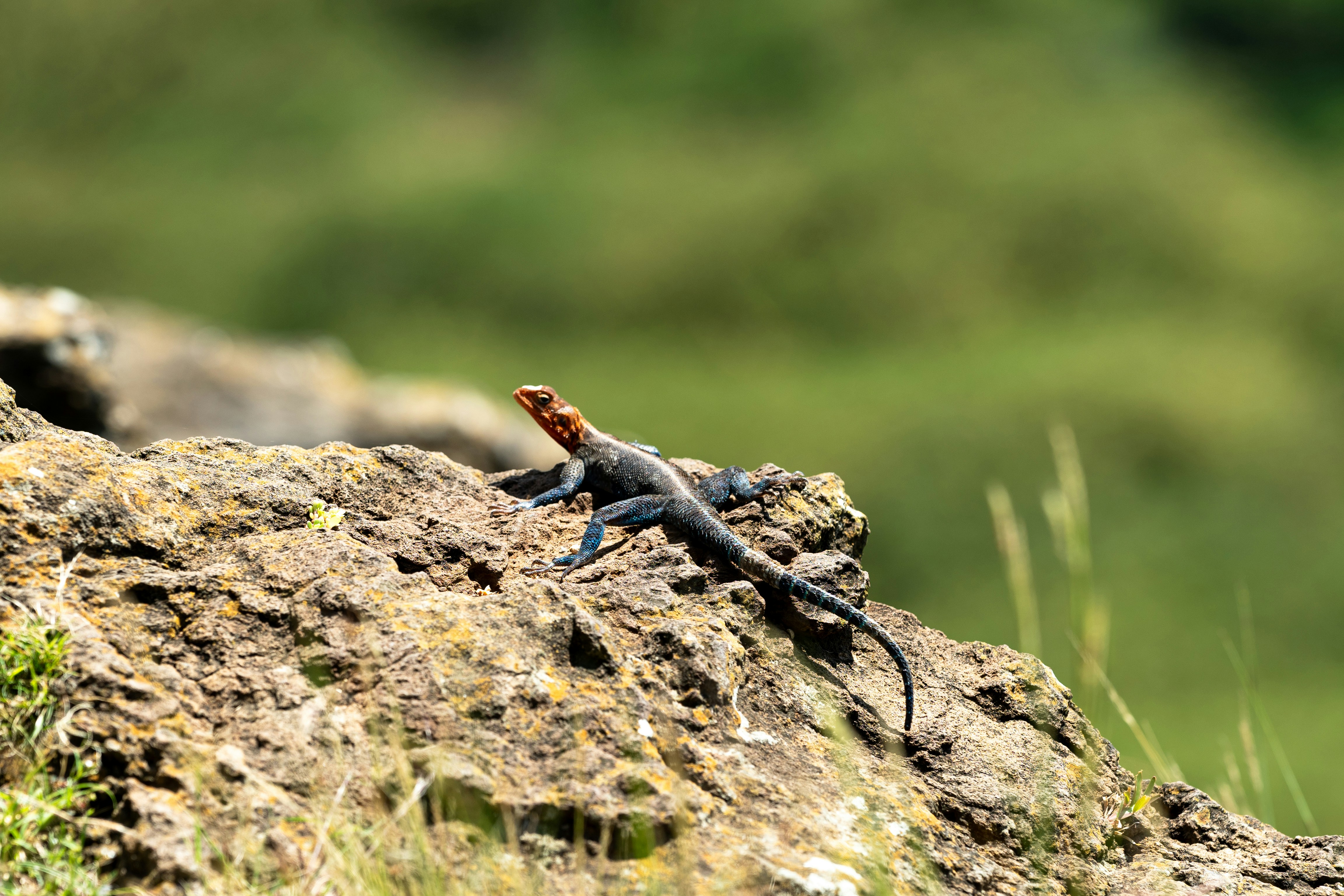 Sunlit Sentinel: A Lizard on a Weathered Stone