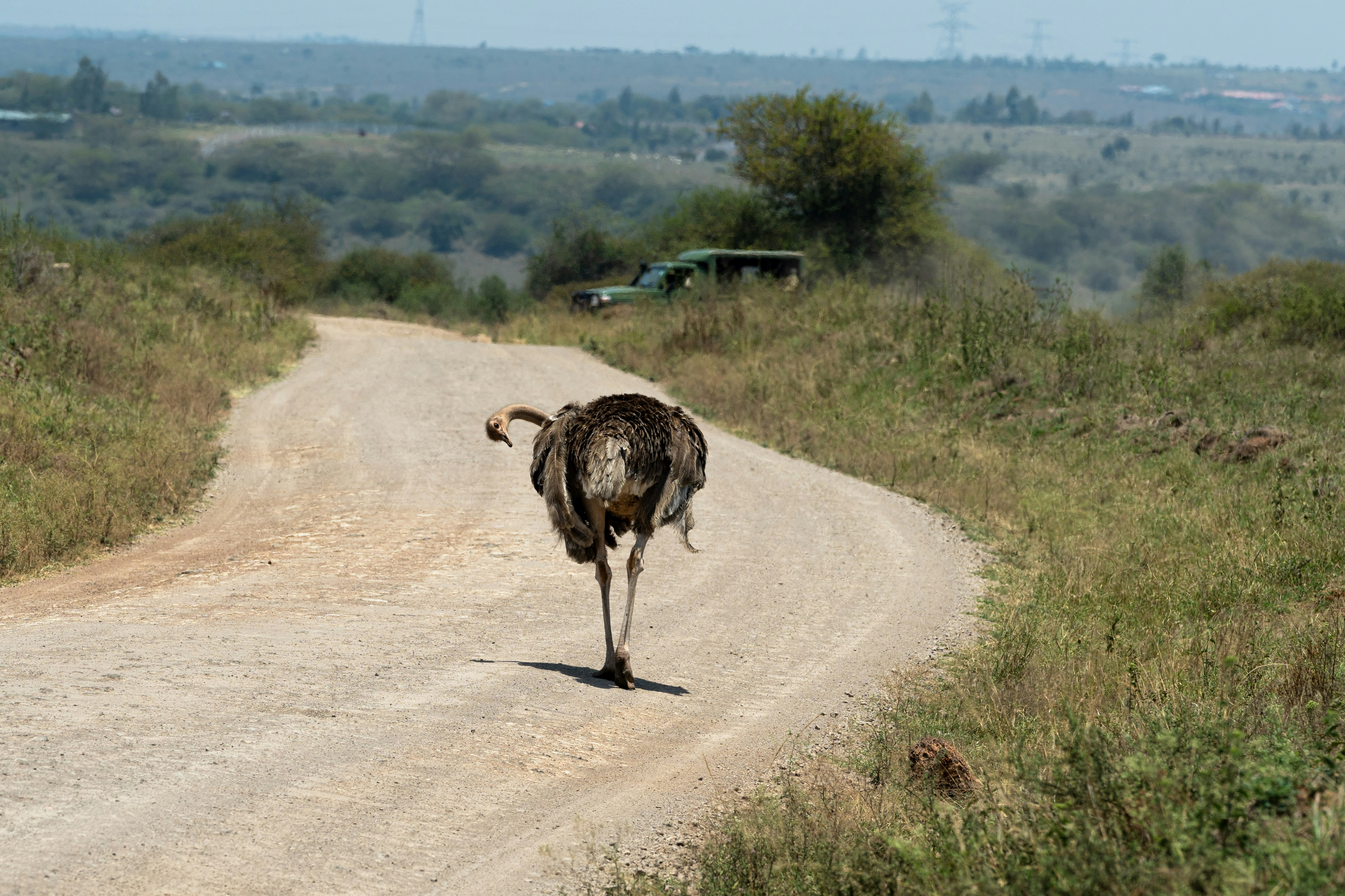 Lonely Ostrich Traversing a Dusty Road in Open Savannah
