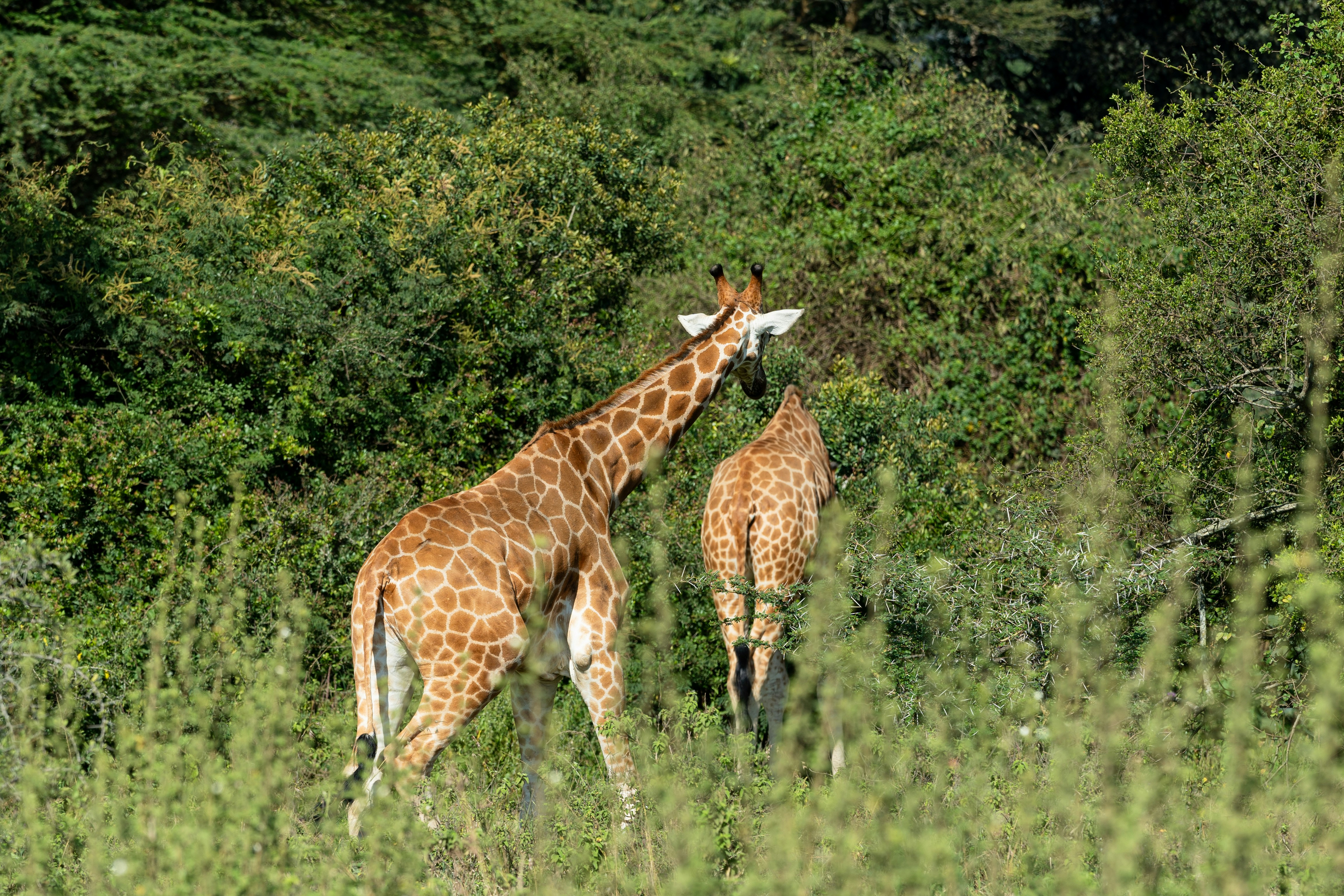 Necks in the Grass: Giraffes Quietly Crossing a Sunlit Edge