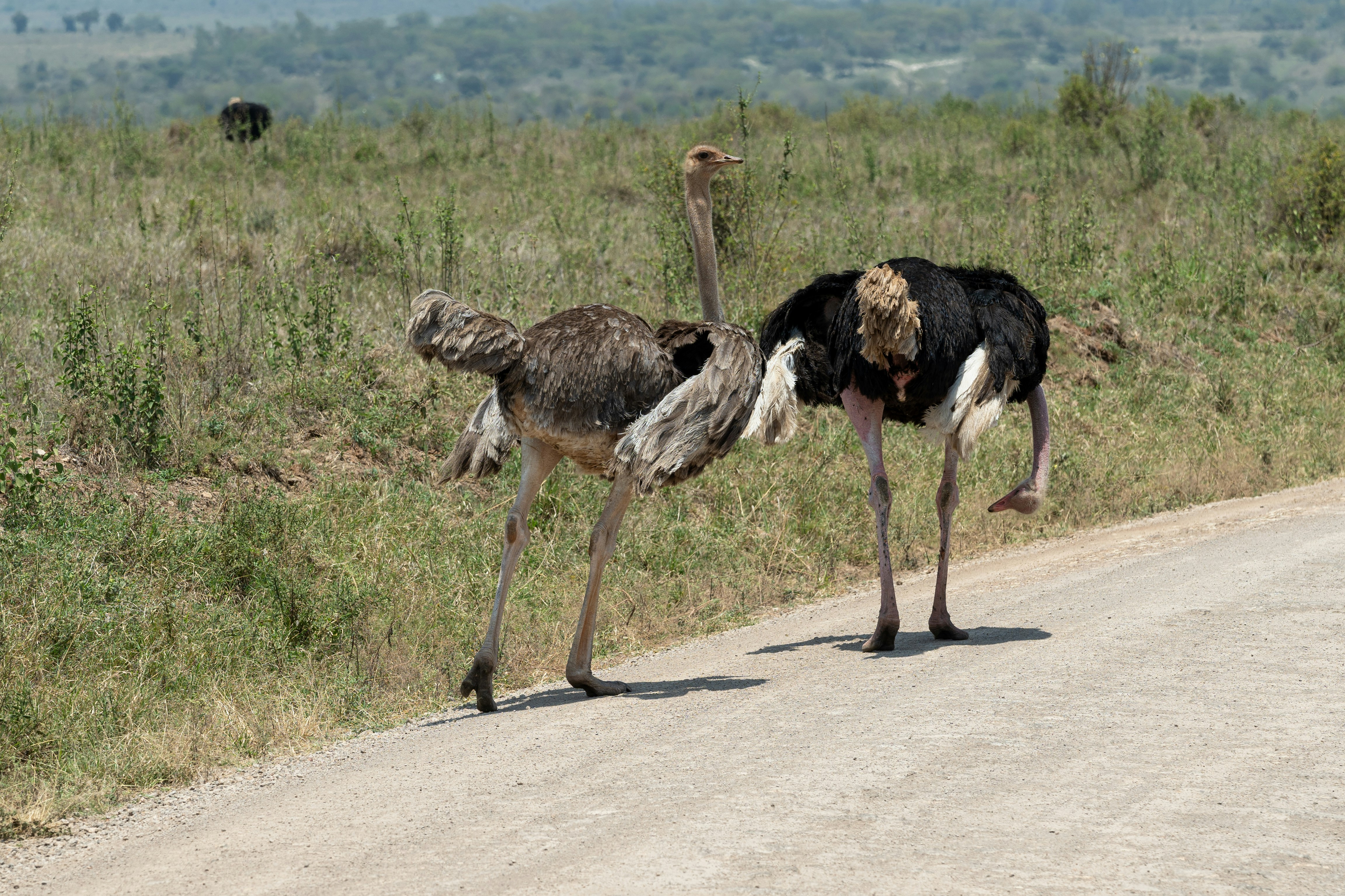 Dusty Road Duo: Two Ostriches Pause on a Sunlit Savanna Road