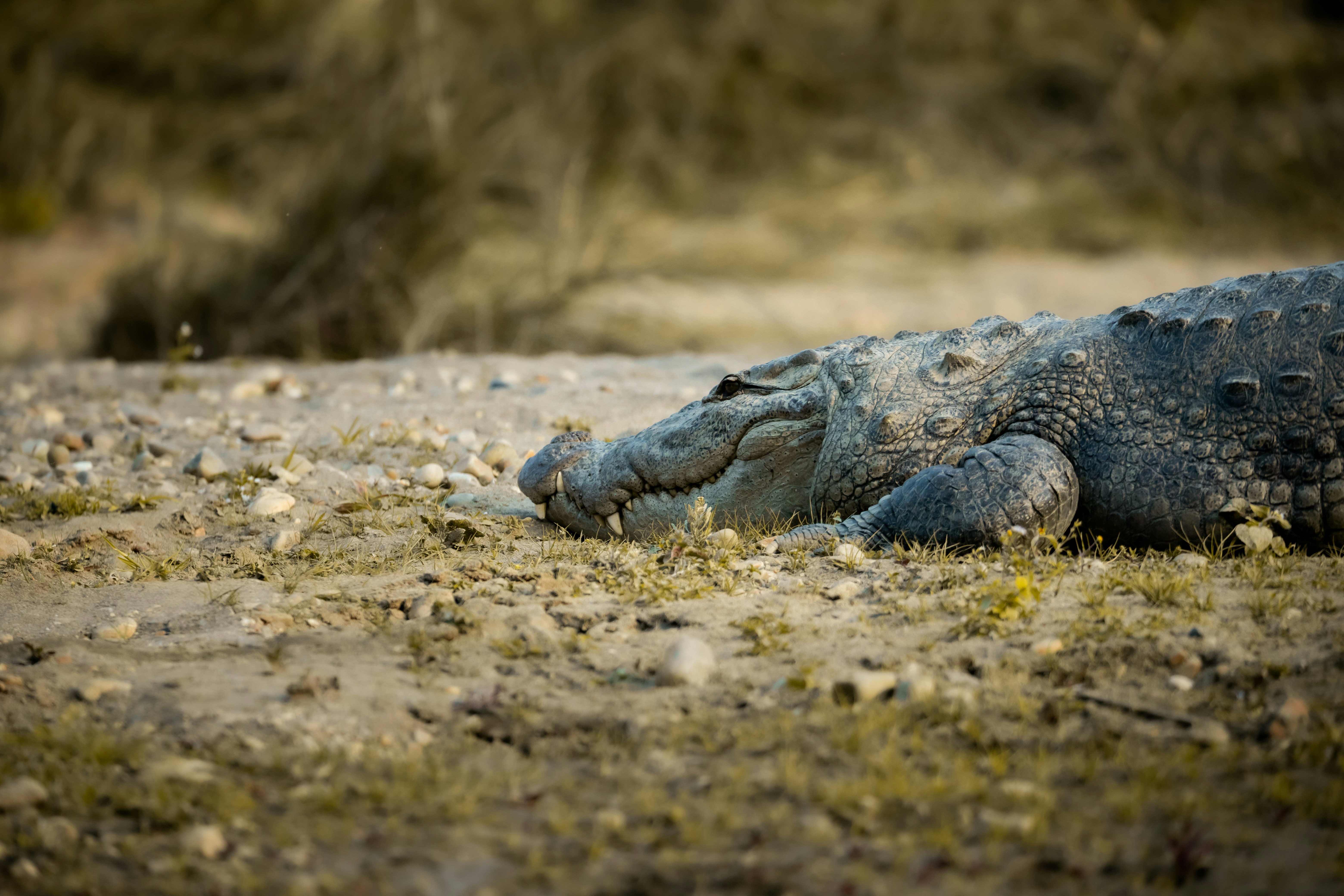 Quiet Recluse on Sand: Nile crocodile at rest in sunlit scrub