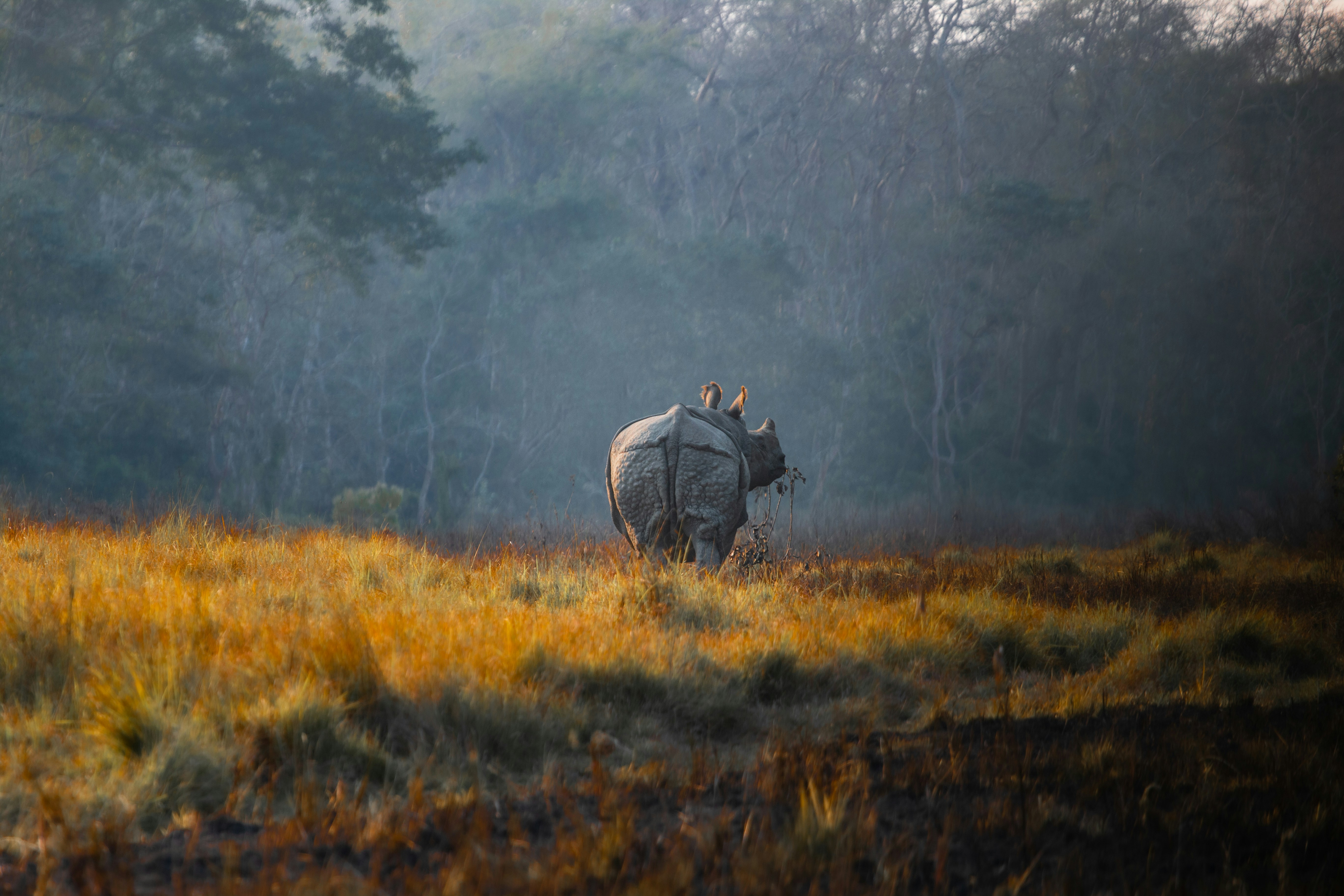 Majestic One-Horned Rhinoceros with Birds at Sunset in Chitwan National Park, Nepal