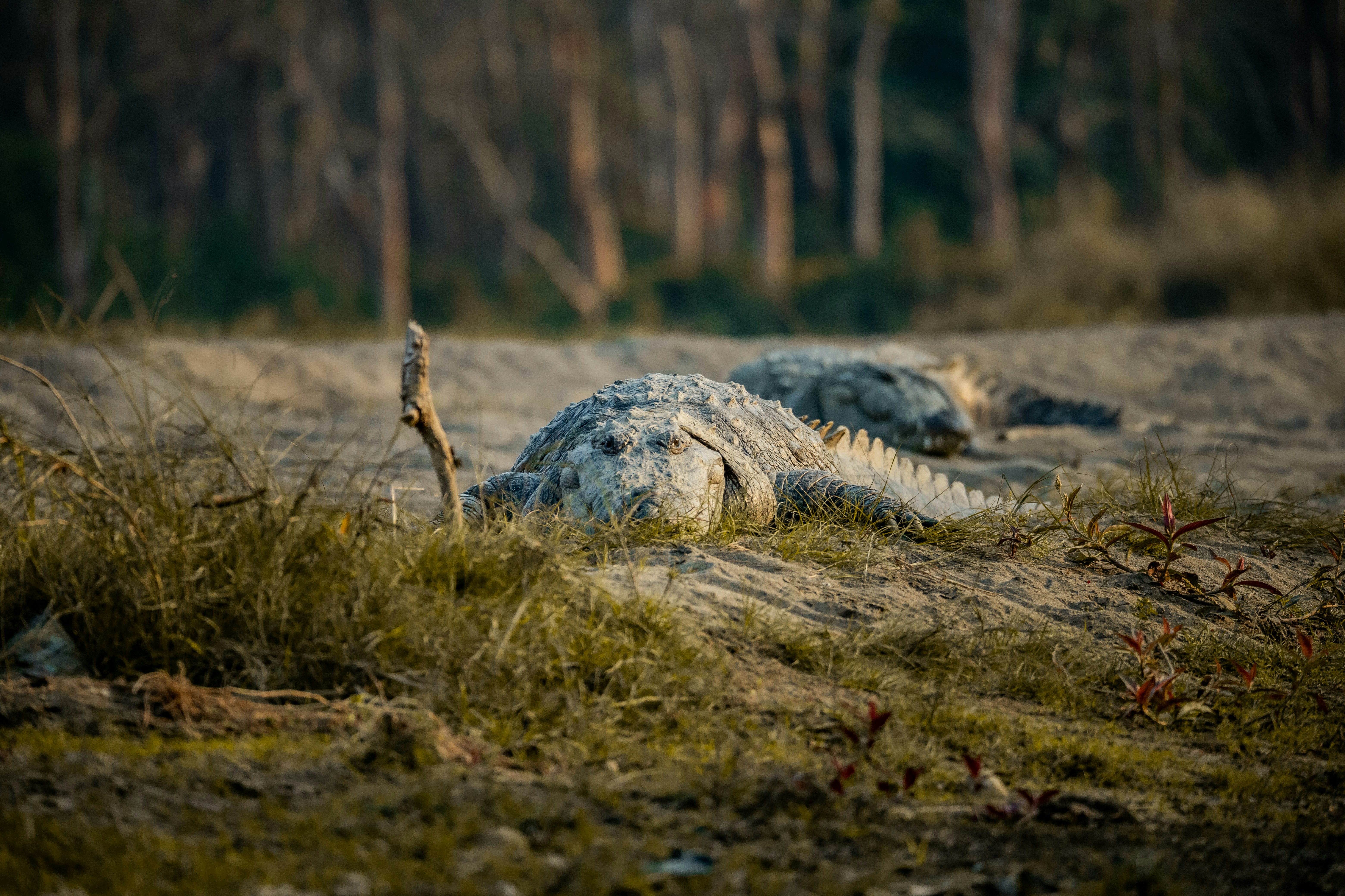 Time-Worn Crocodile Skeleton on a Quiet Shore