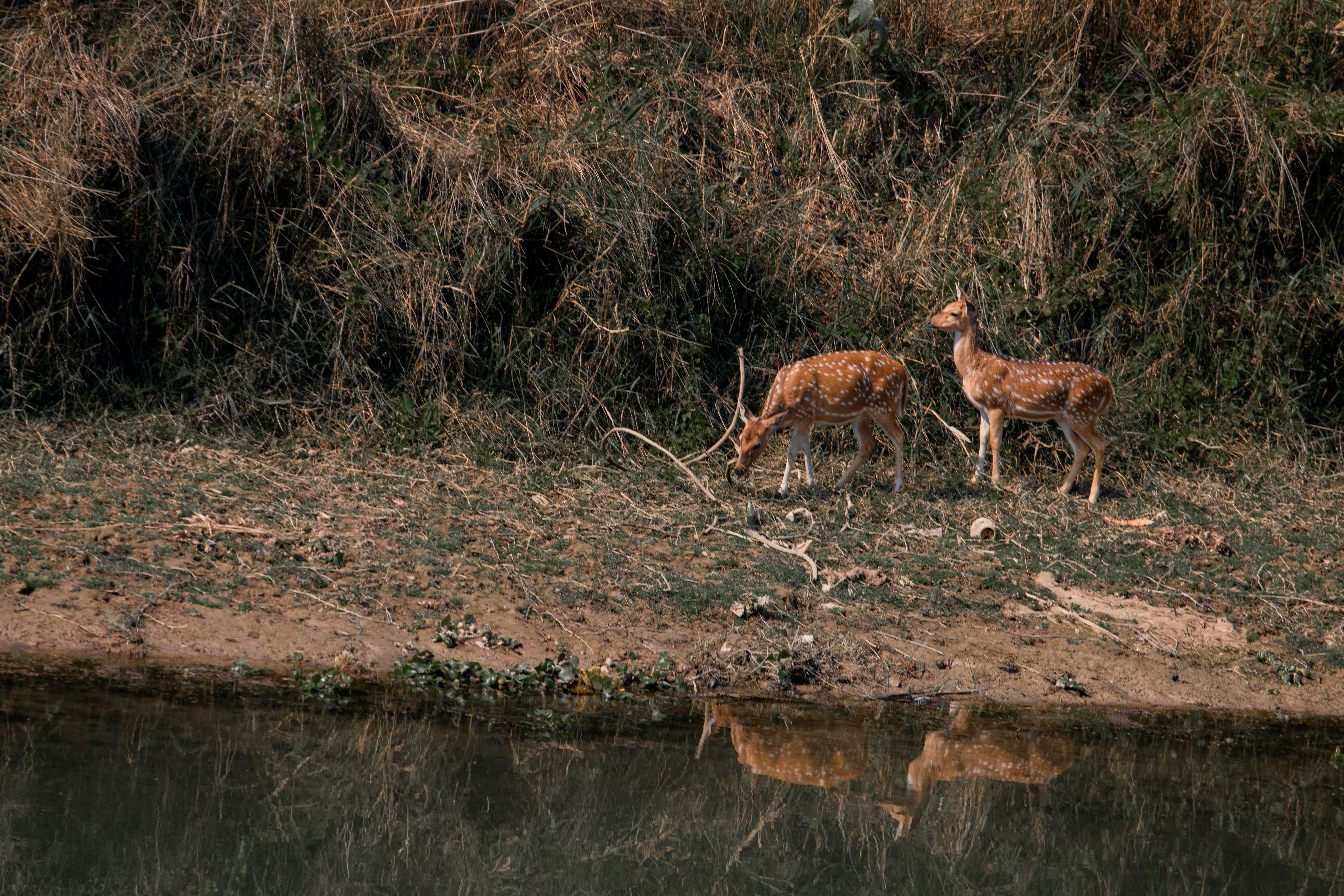 Graceful Spotted Deer Grazing Peacefully by the Riverside in Chitwan National Park