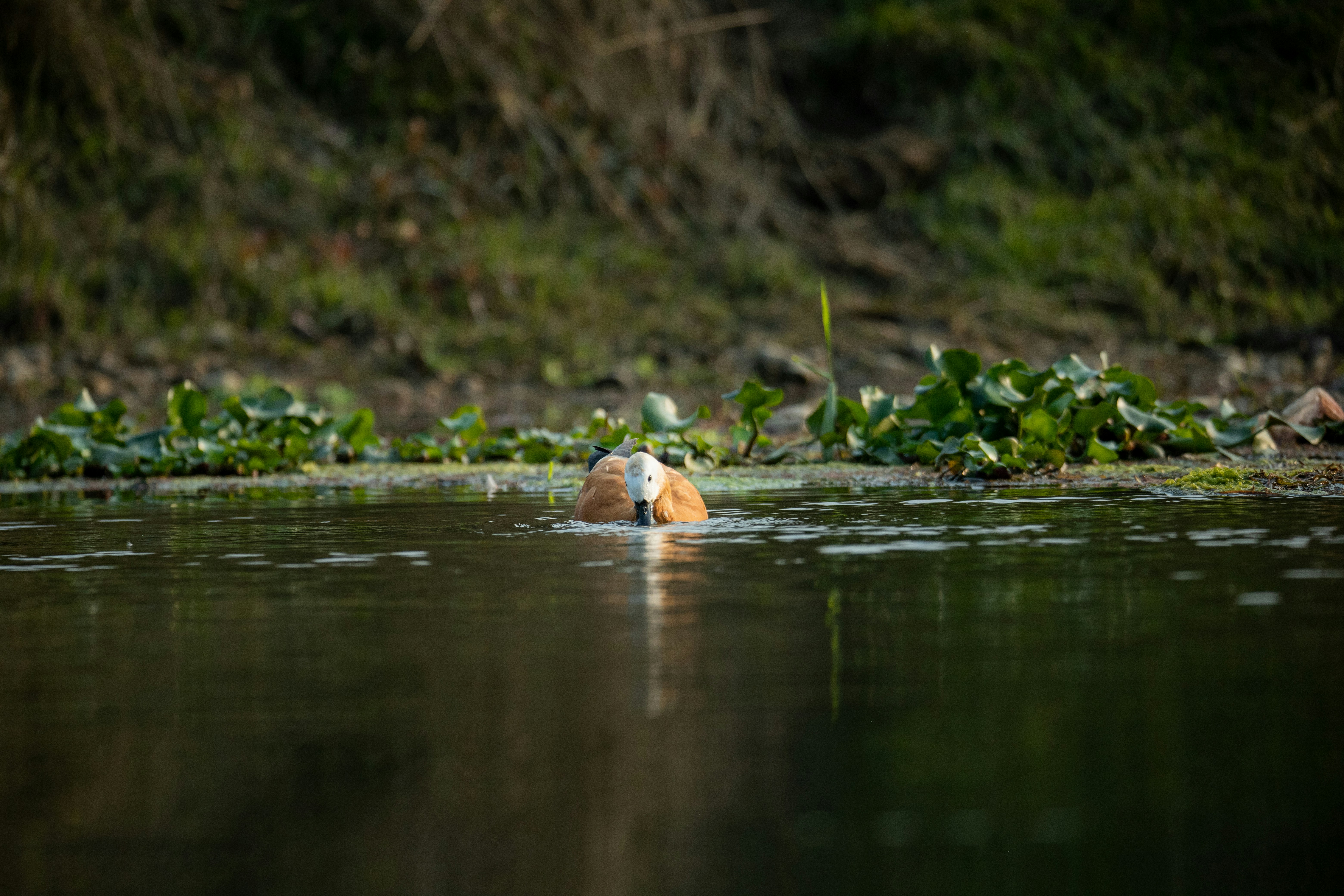 Lone duck peeking from the weed-fringed river surface