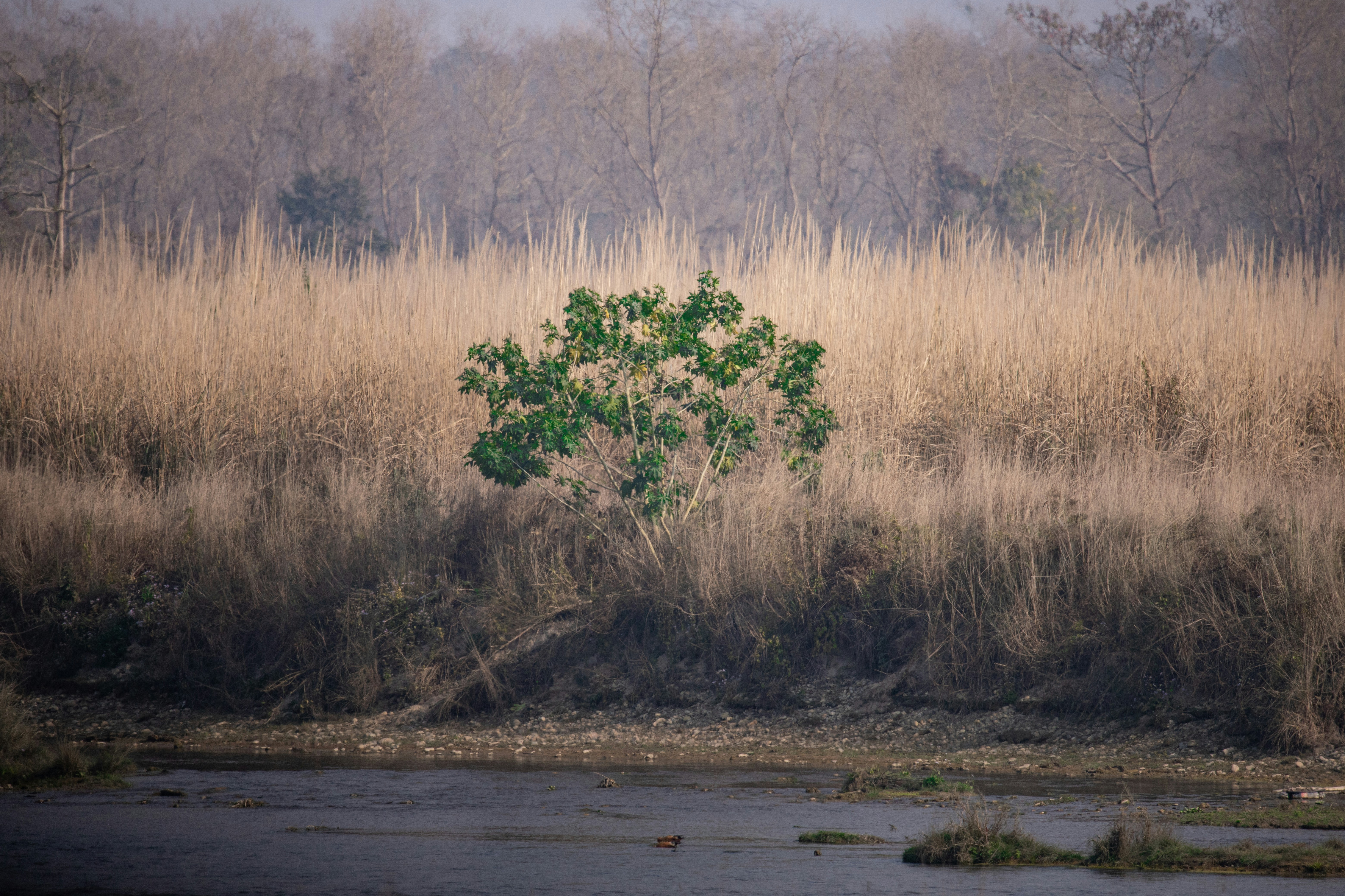 Green Sentinel Amid Golden Reeds in a Quiet Marsh