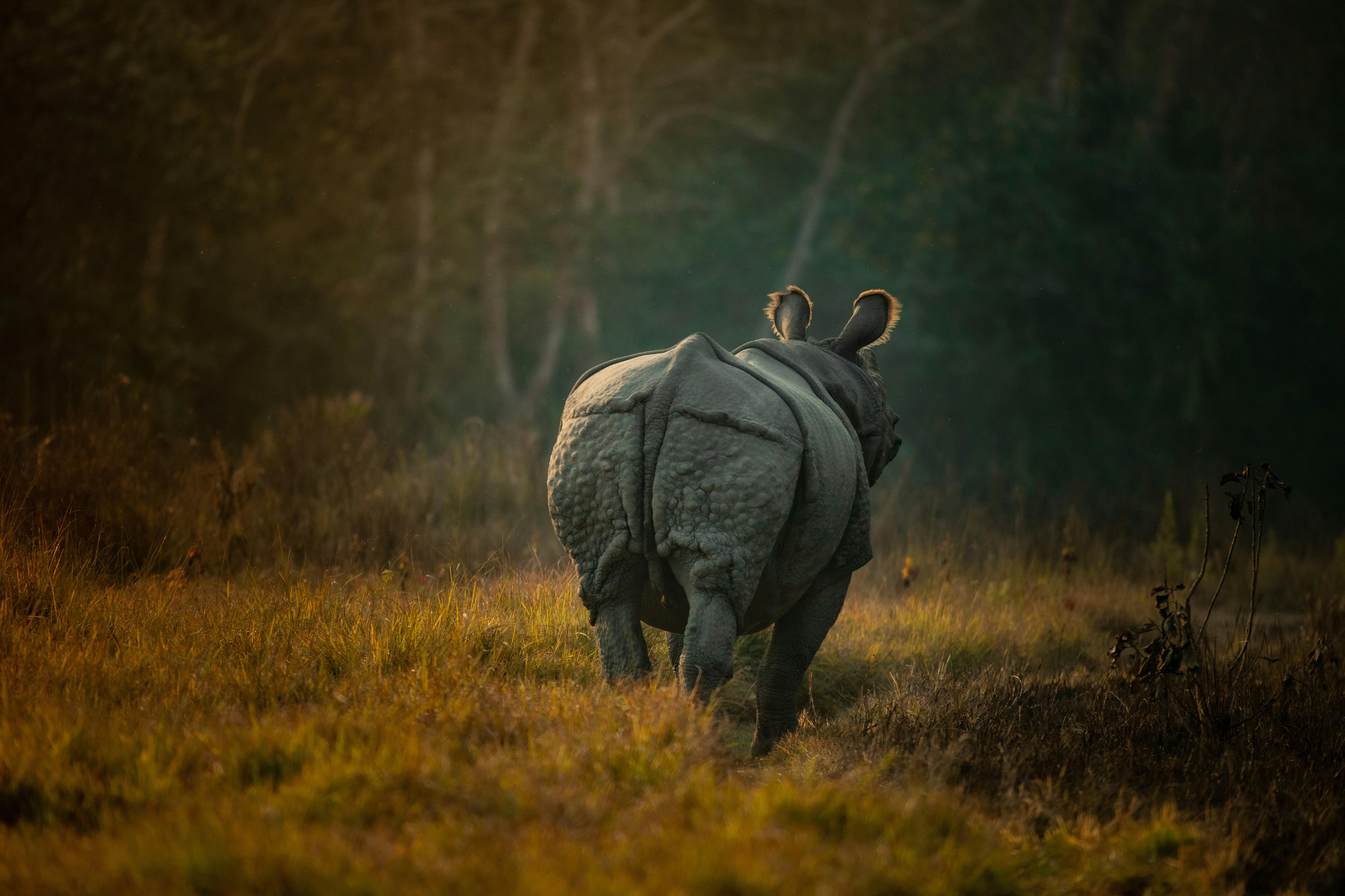 Golden Hour Back View: Rhino in Ember-Grass