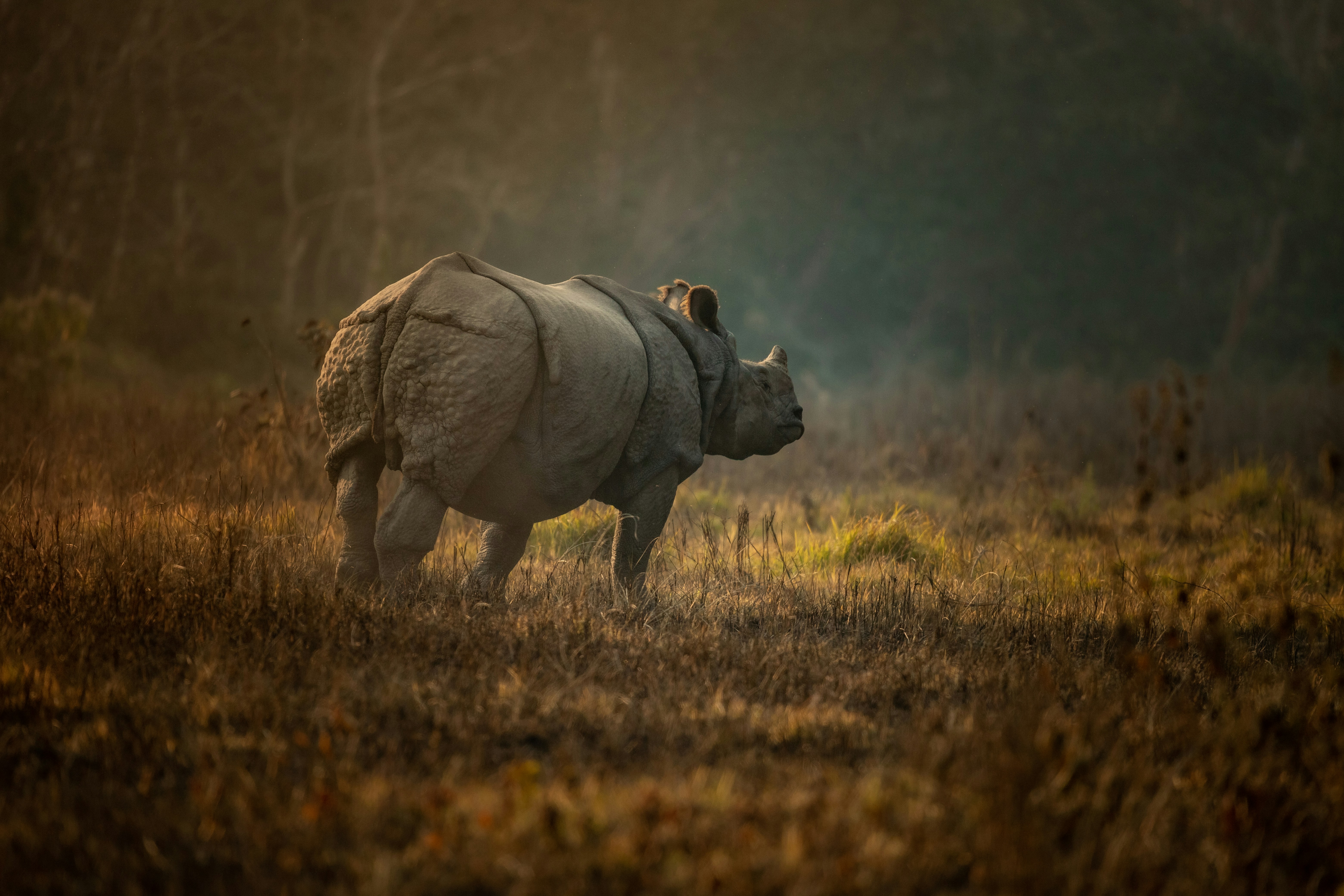 Amber Hour: Rhino Traverses a Quiet Savanna