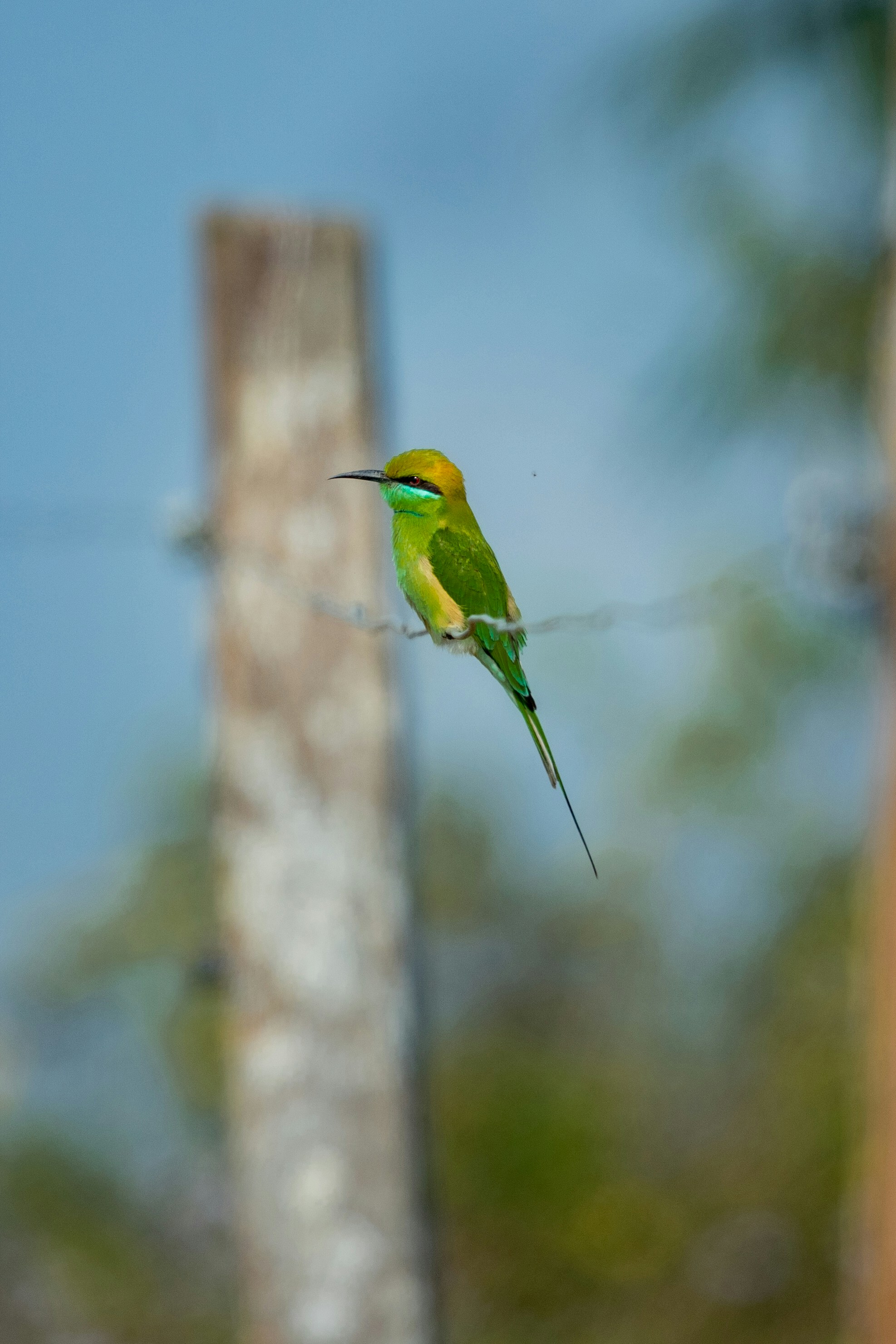 Emerald Sprite Perched on Barbed Wire