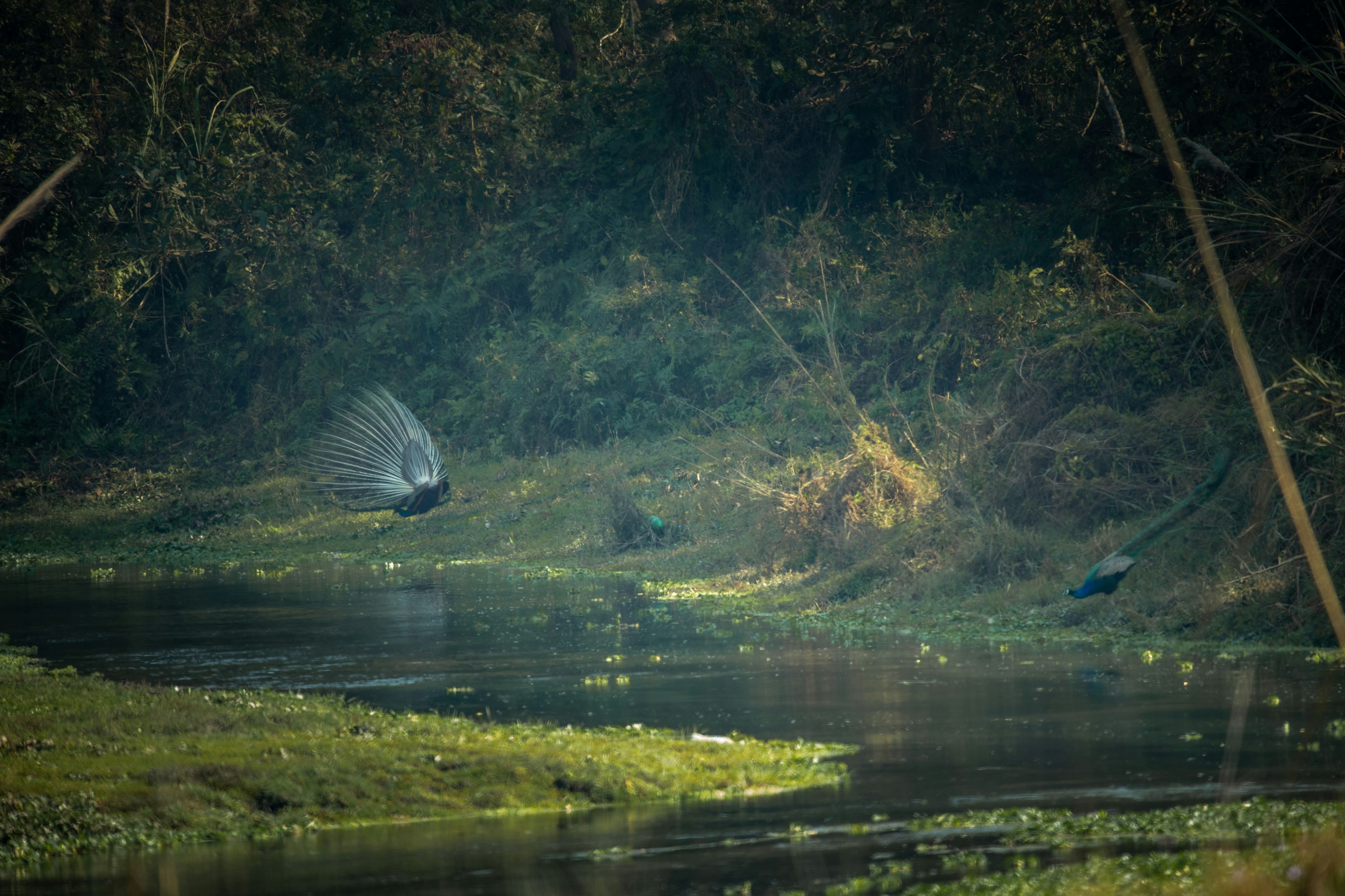 Iridescent Kingfisher Takes Flight Over Quiet Water