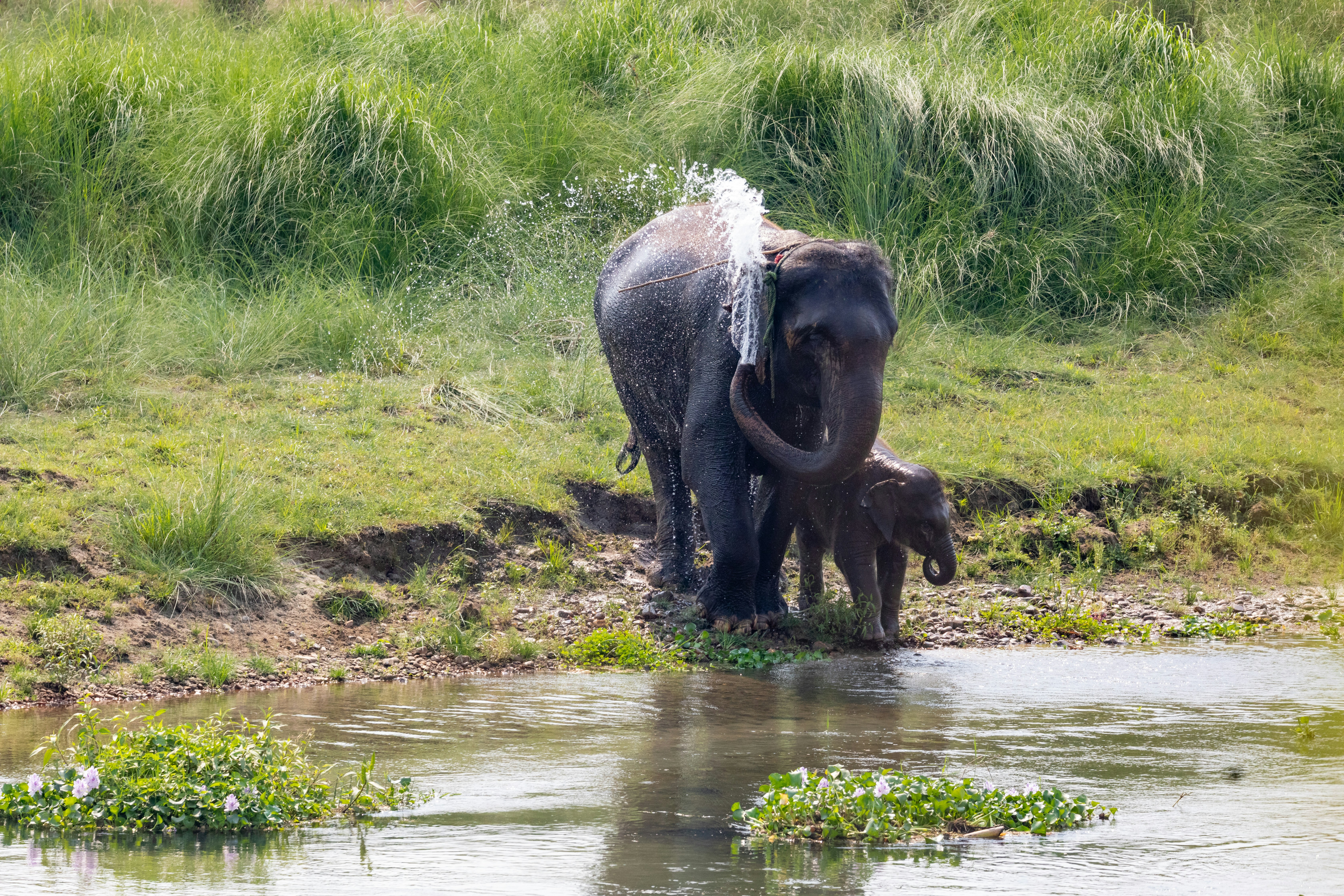 Elephant Bathing in River with Mahout in Chitwan National Park