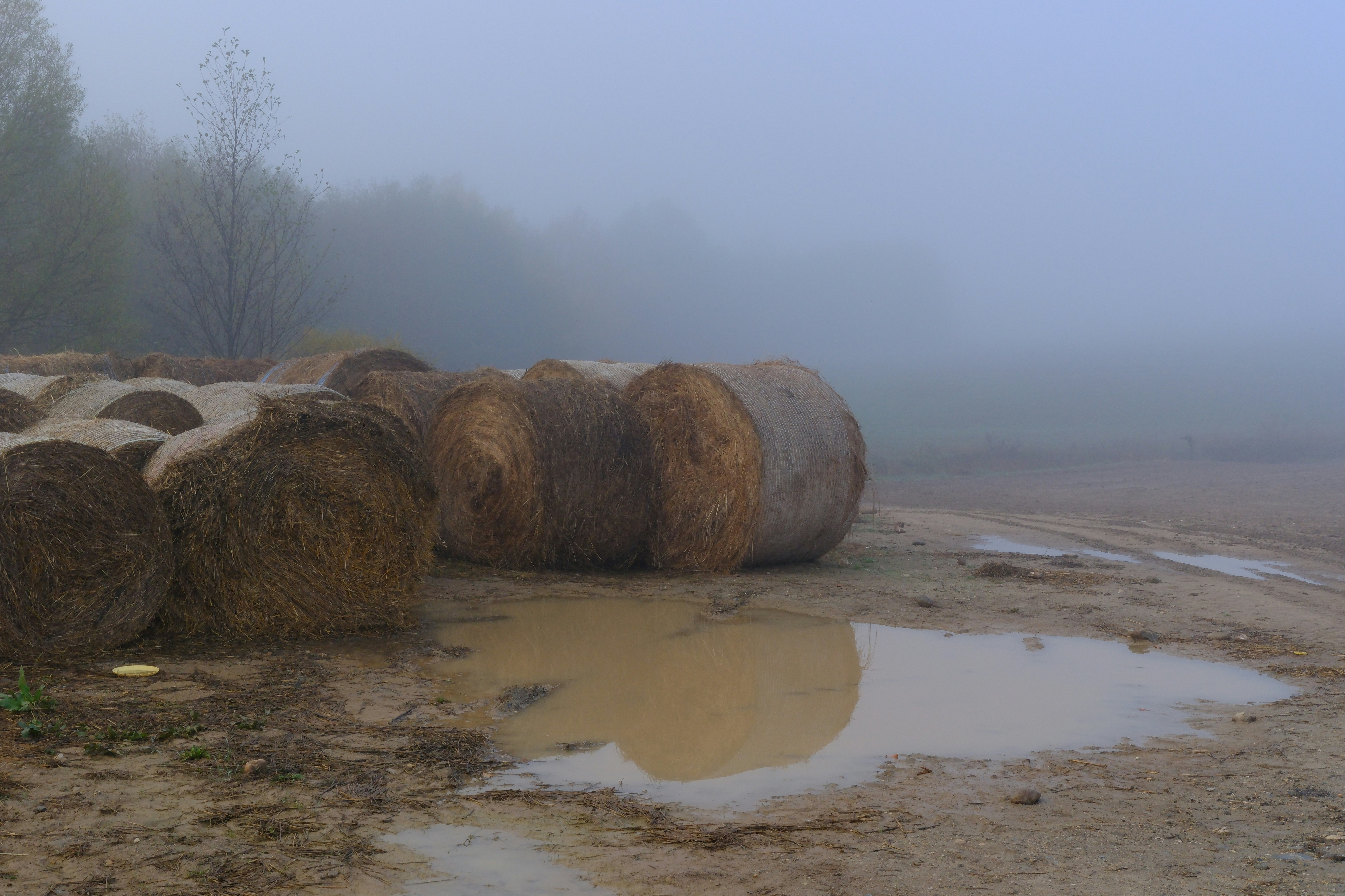 Fog-Wrapped Hay Bales Line the Muddy Field