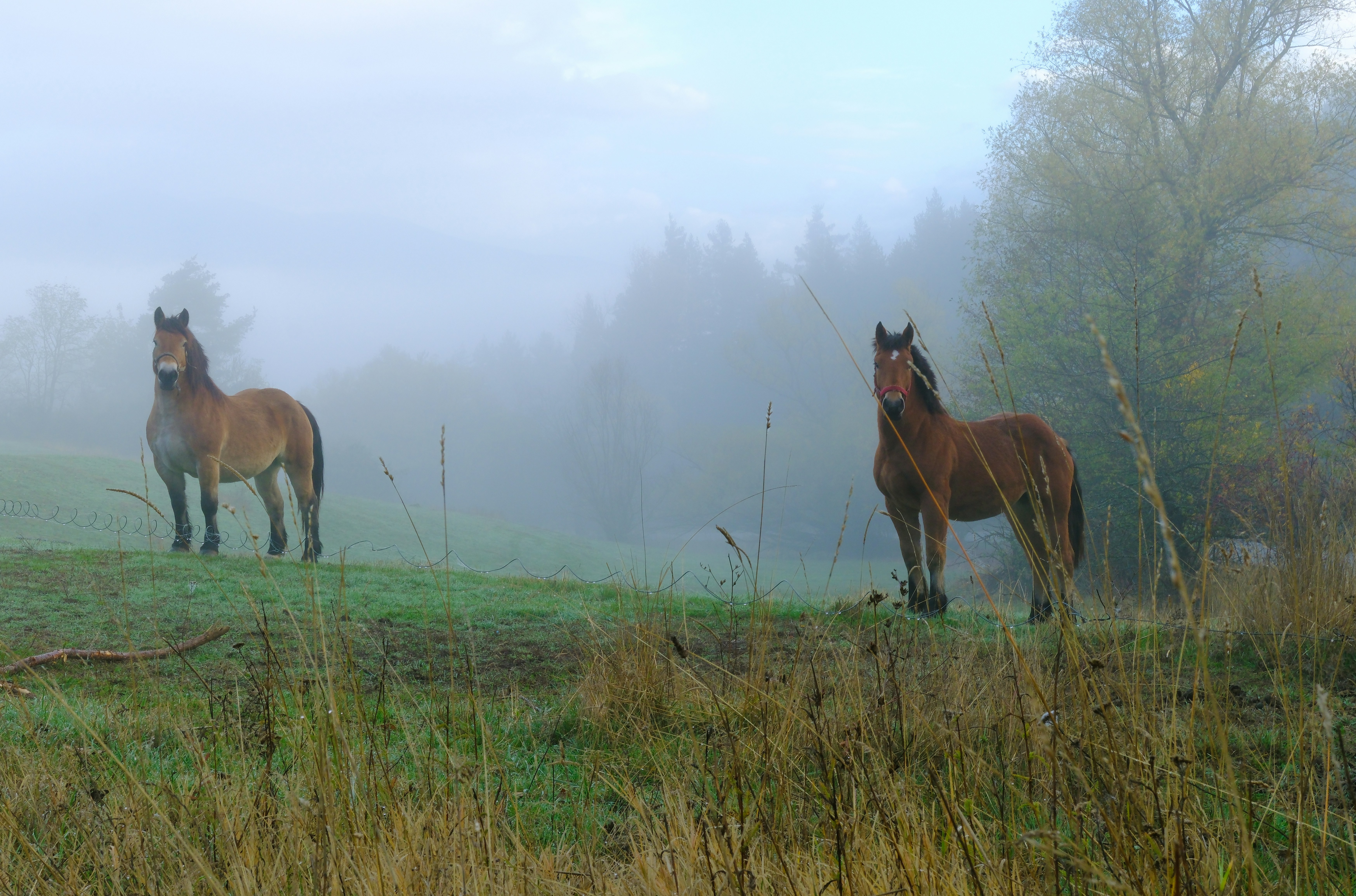Mist-veiled Pasture: Two Horses Stand Guard in Tranquil Fog