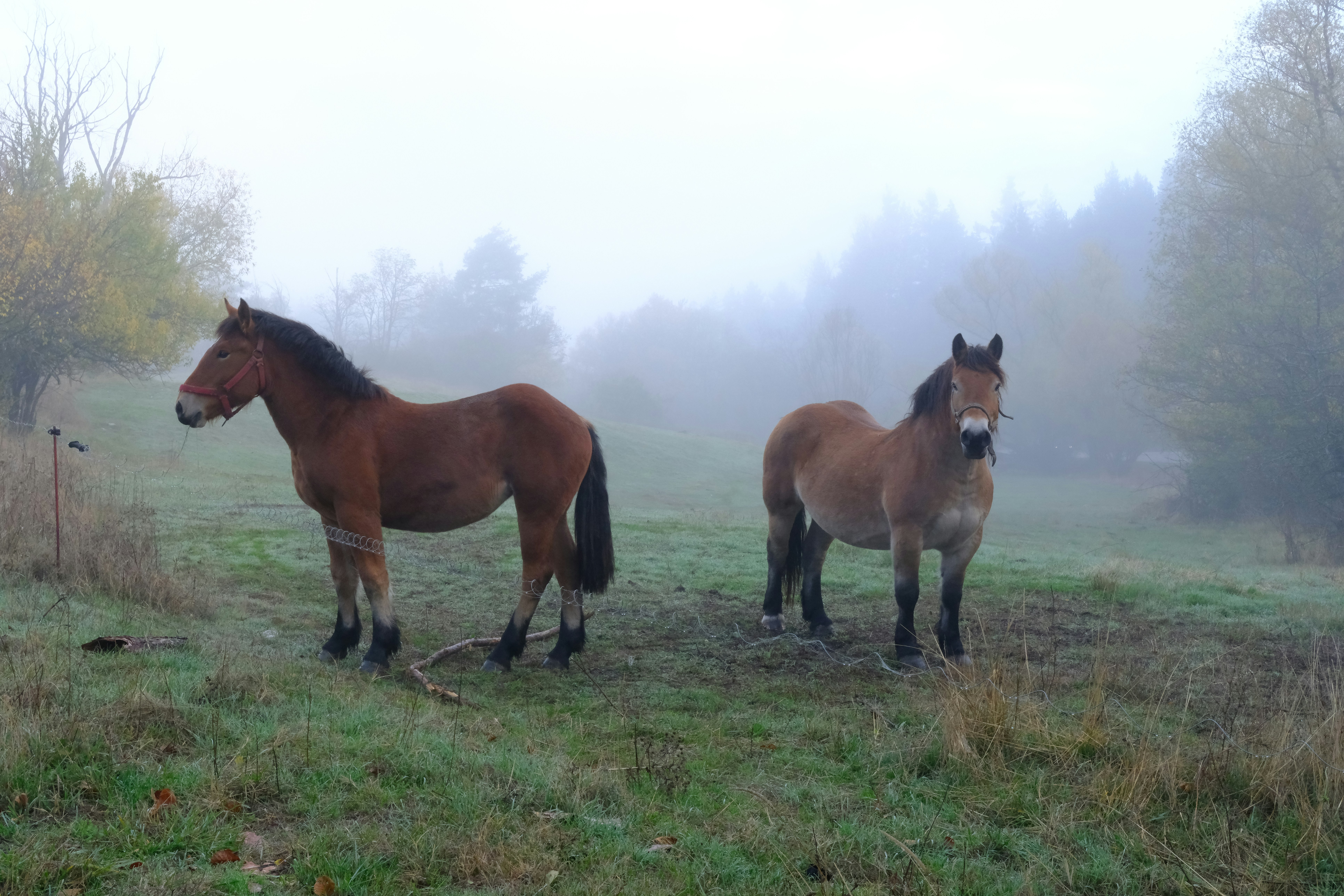 Mistbound Meadow: Two Bay Horses in a Fog-Draped Field